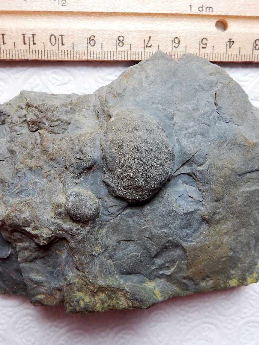 Bryozoan or Stromatoporid at Mimico Creek - Fossil ID - The Fossil Forum