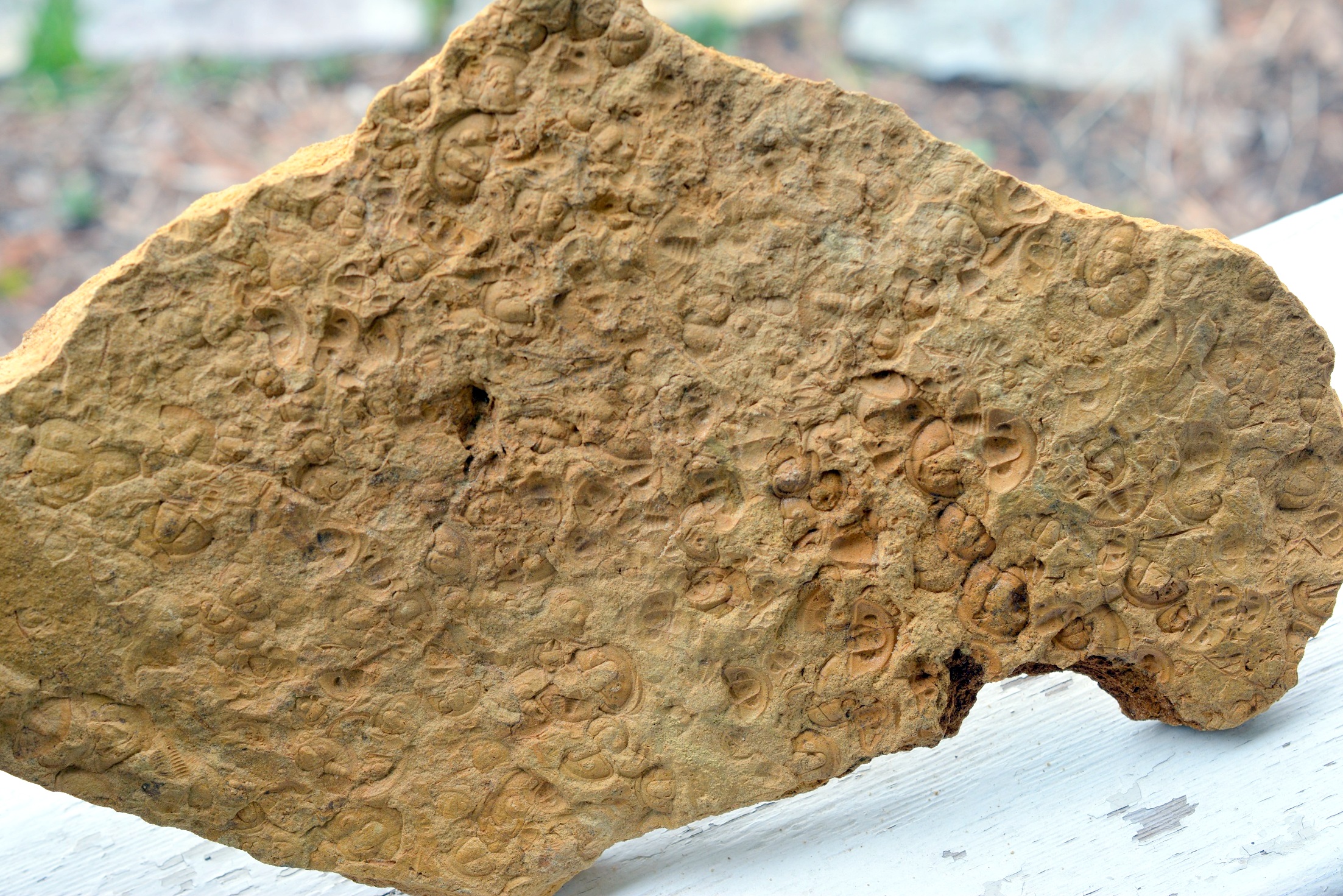 Cambrian Unknown - Fossil ID - The Fossil Forum
