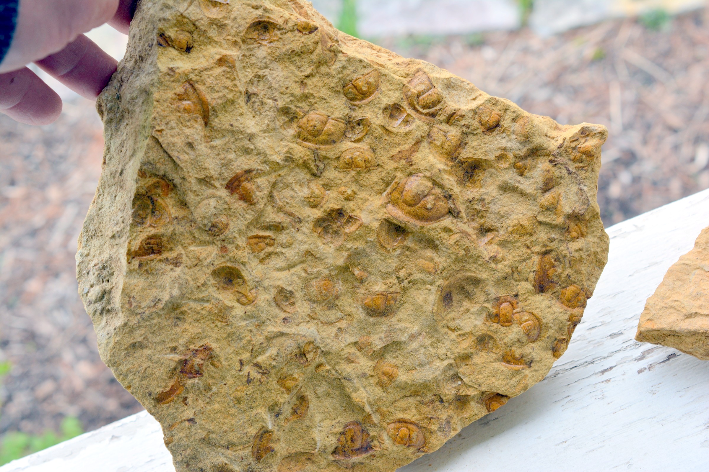 Cambrian Unknown - Fossil ID - The Fossil Forum