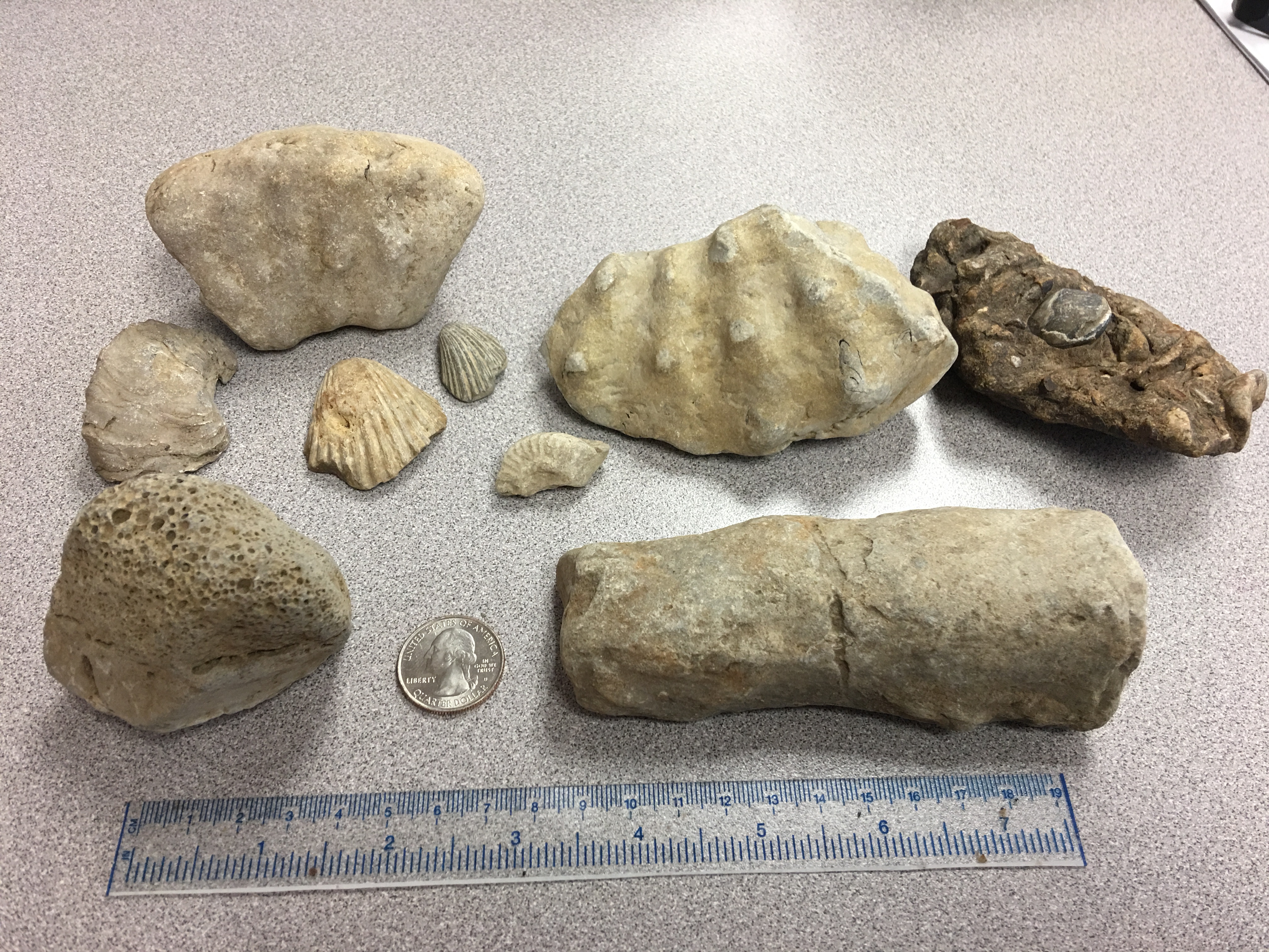 Ft. Worth Items - Fossil ID - The Fossil Forum