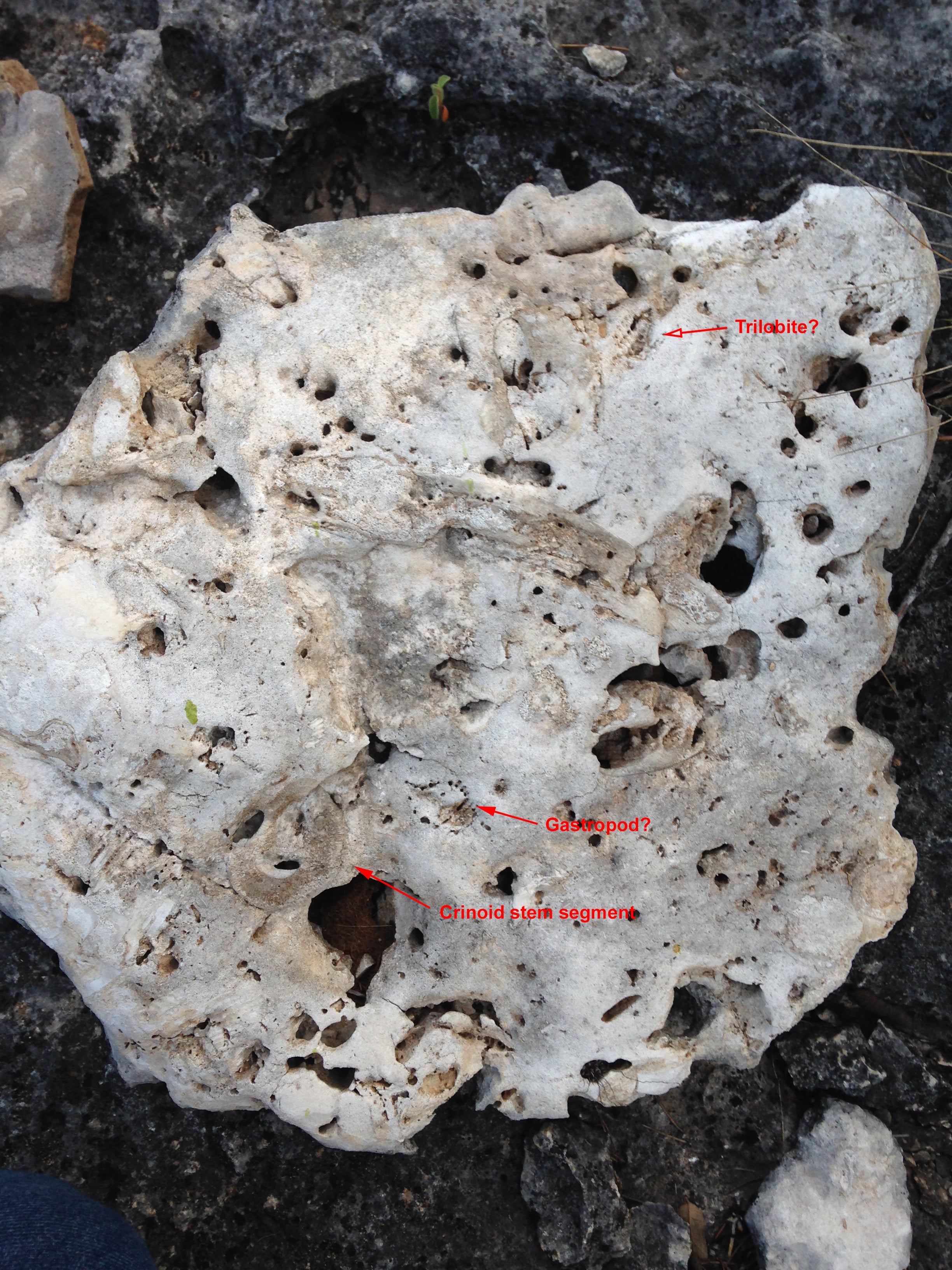 Texas Snake? - Fossil ID - The Fossil Forum