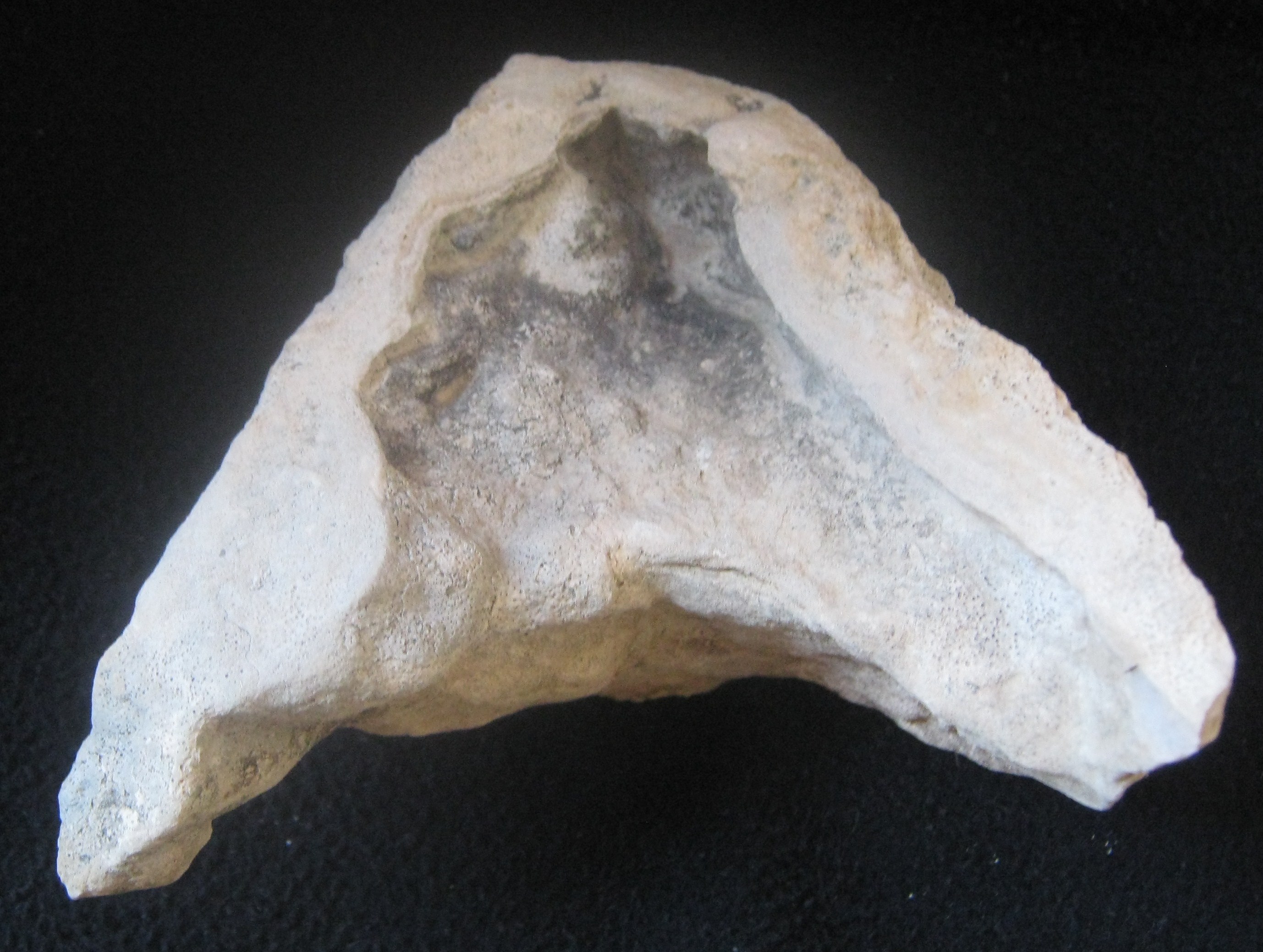 Bones.... - Fossil ID - The Fossil Forum