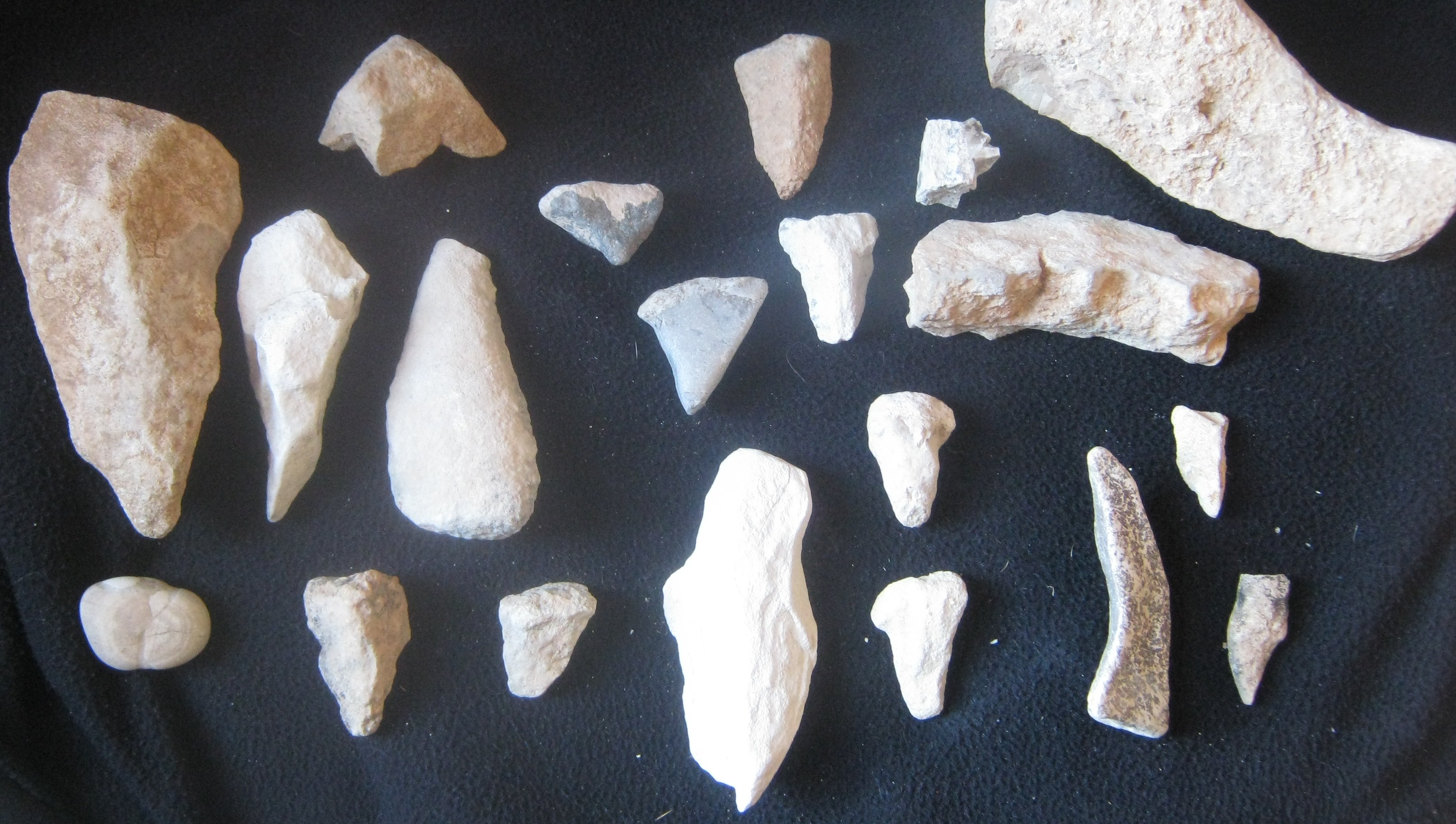 Bones.... - Fossil ID - The Fossil Forum