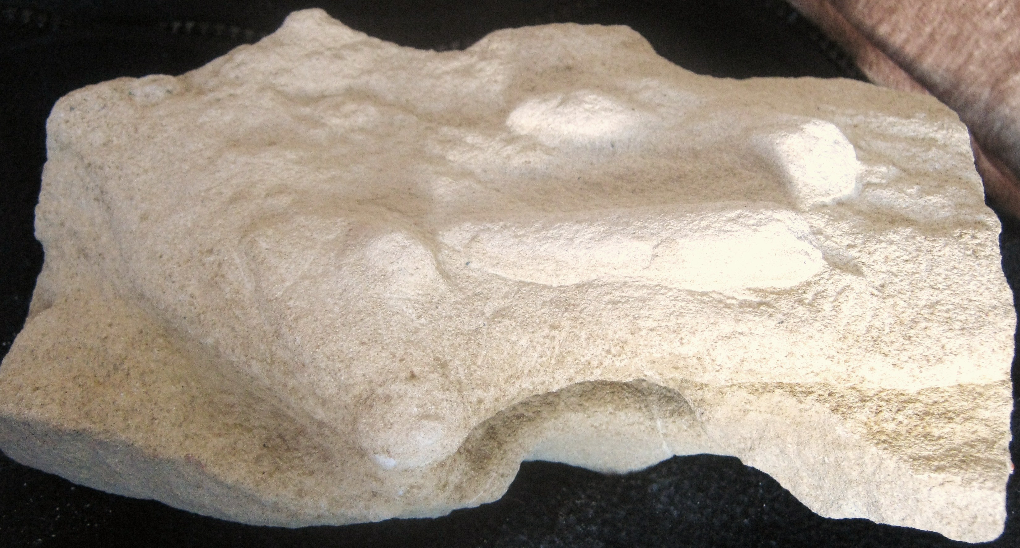 round-ish chalk things - Fossil ID - The Fossil Forum