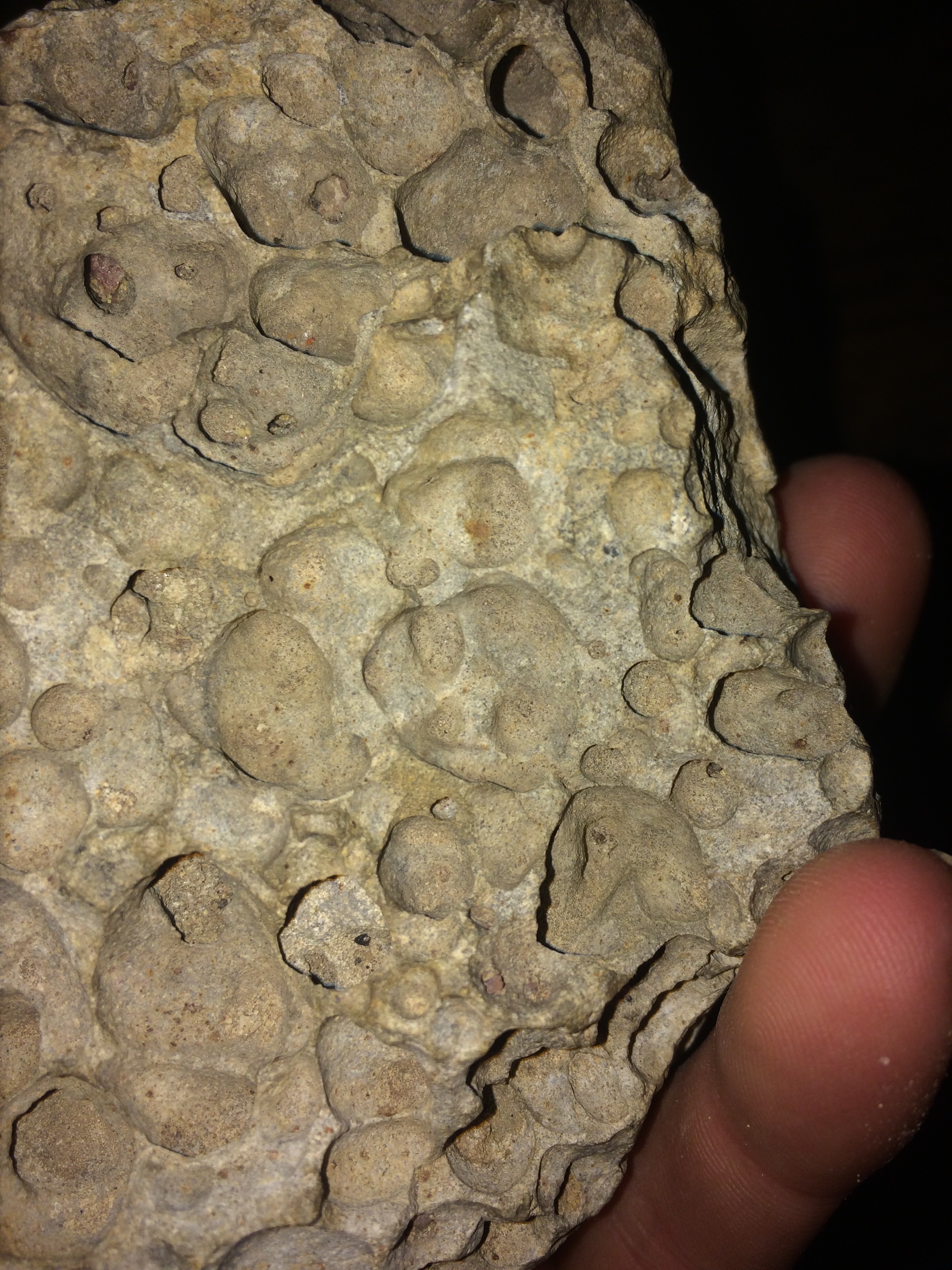Found this today and need help identifying - Fossil ID - The Fossil Forum
