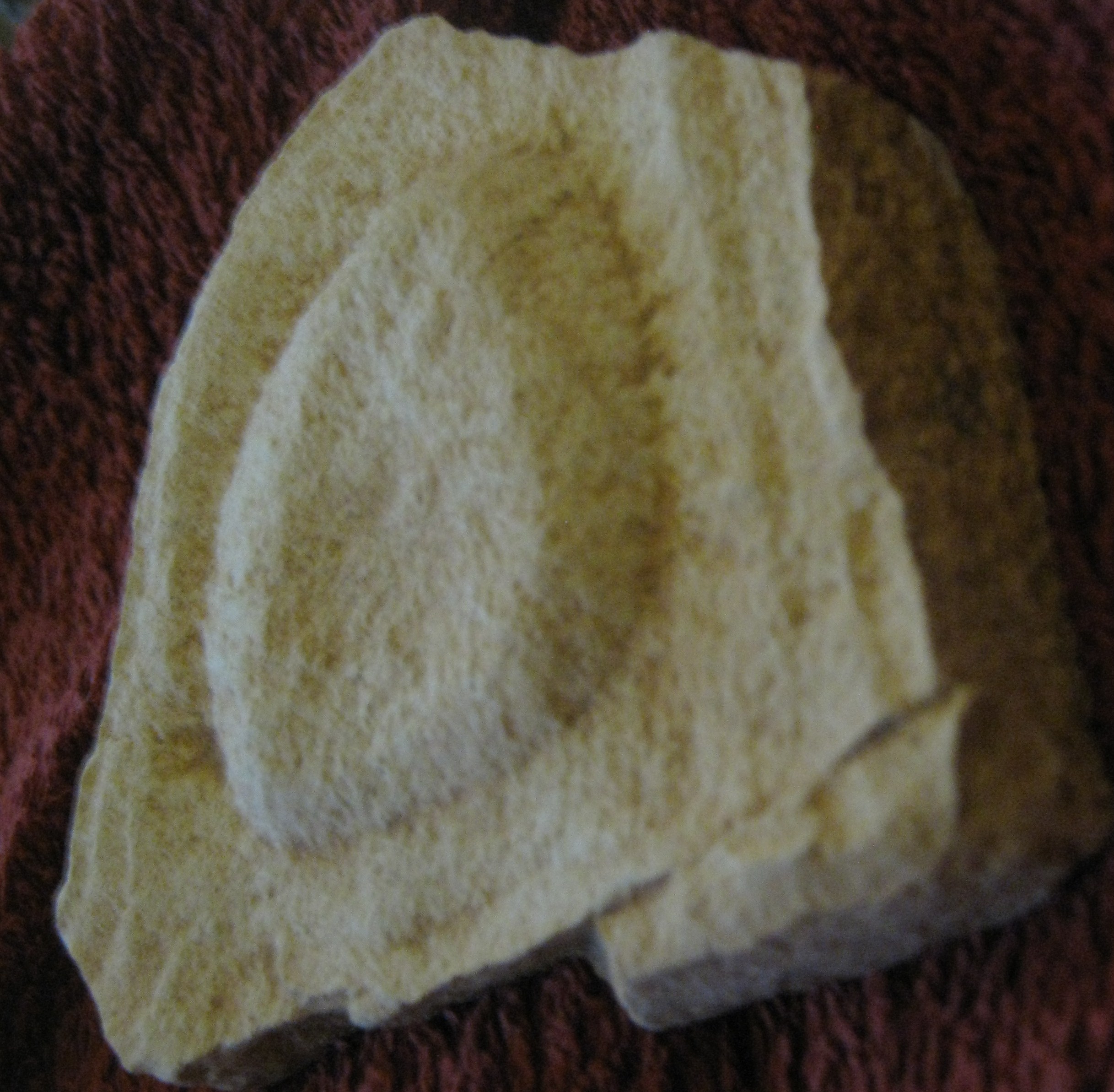 round-ish chalk things - Fossil ID - The Fossil Forum