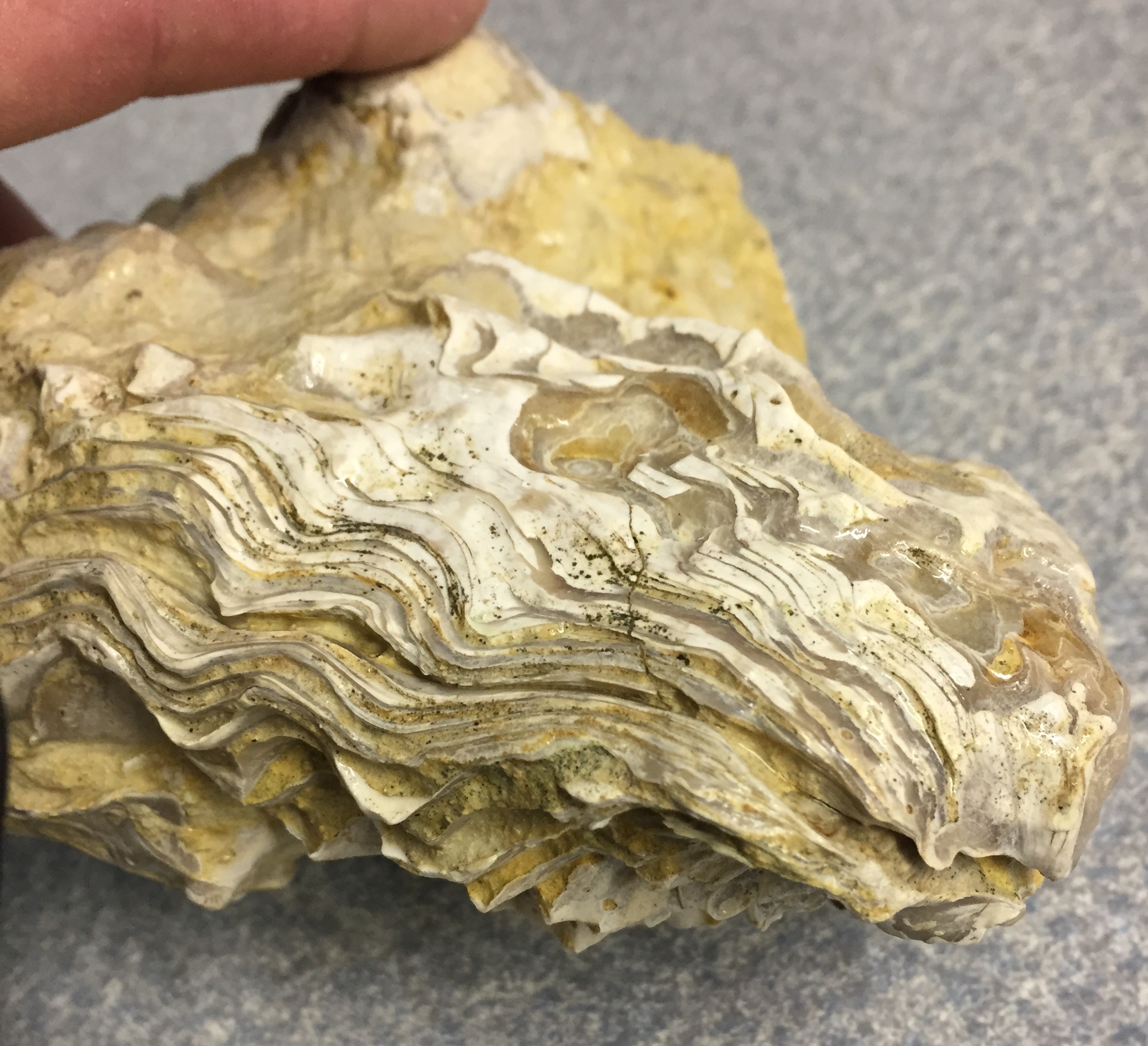 Lopha sp.? - Fossil ID - The Fossil Forum