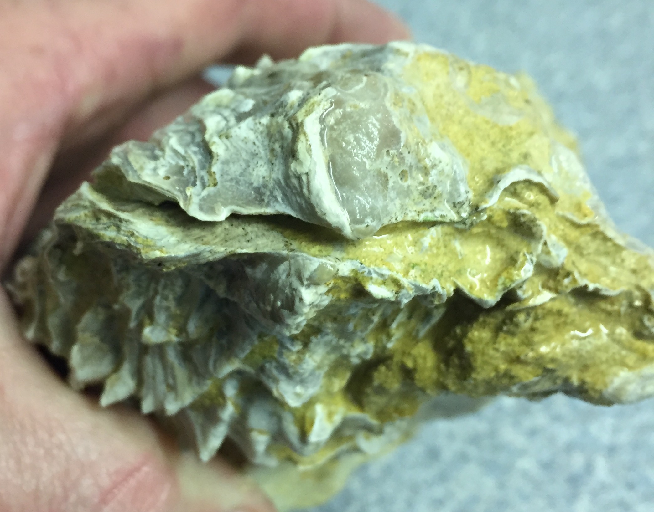 Lopha sp.? - Fossil ID - The Fossil Forum