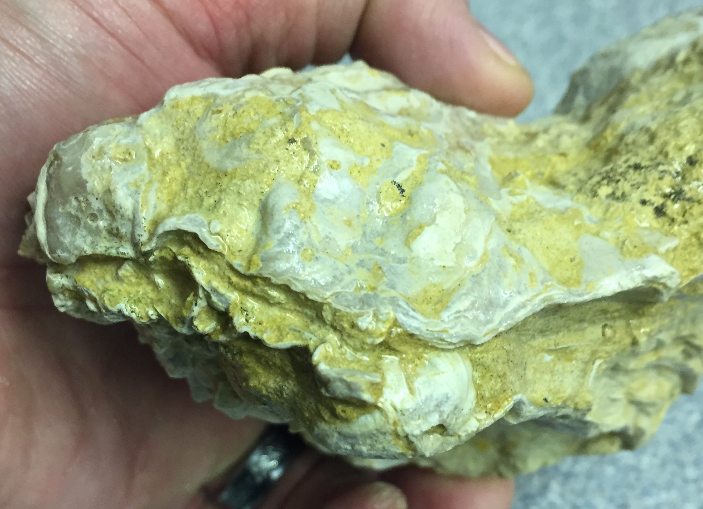 Lopha sp.? - Fossil ID - The Fossil Forum