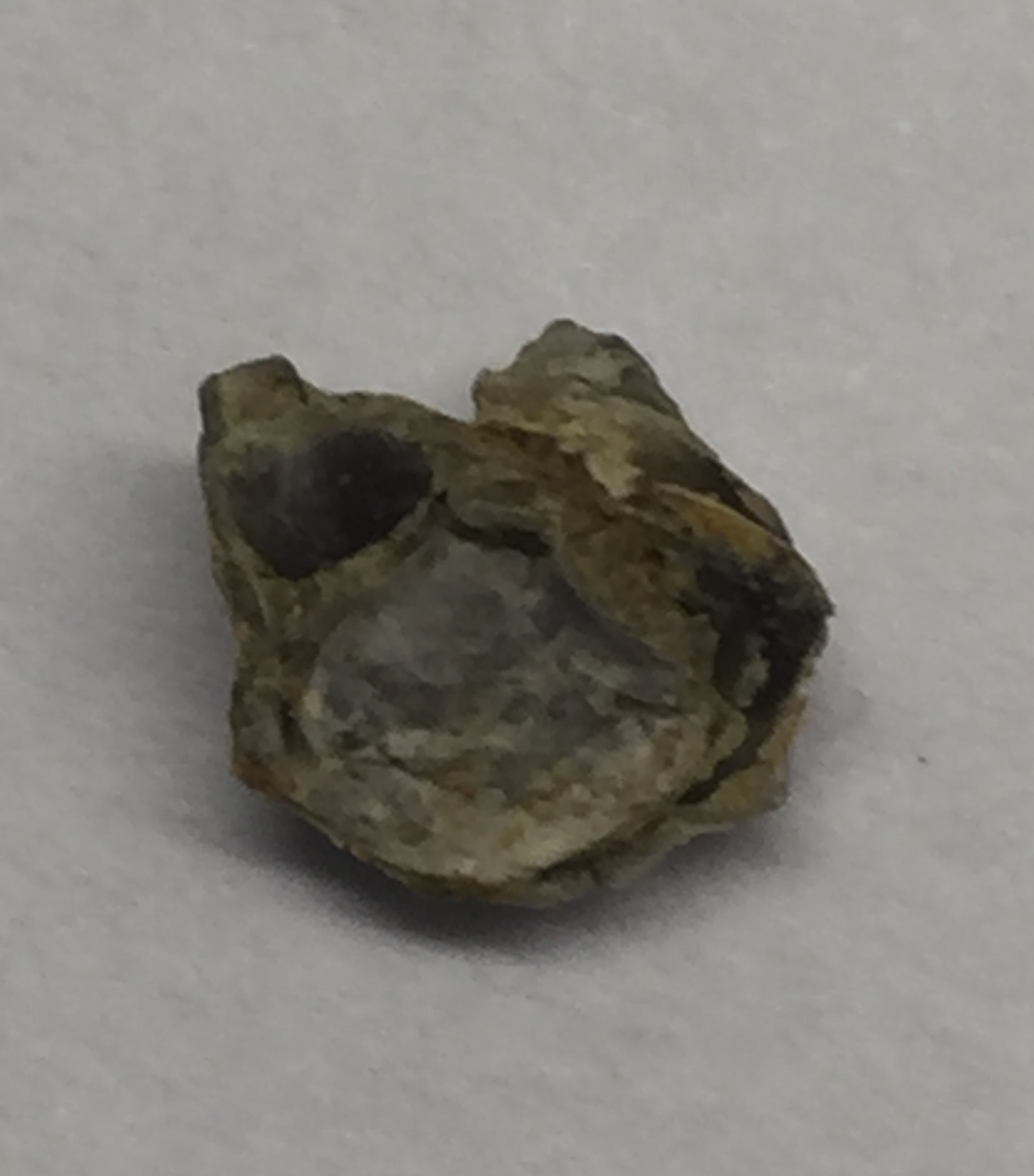 Micro fossil? - Fossil ID - The Fossil Forum