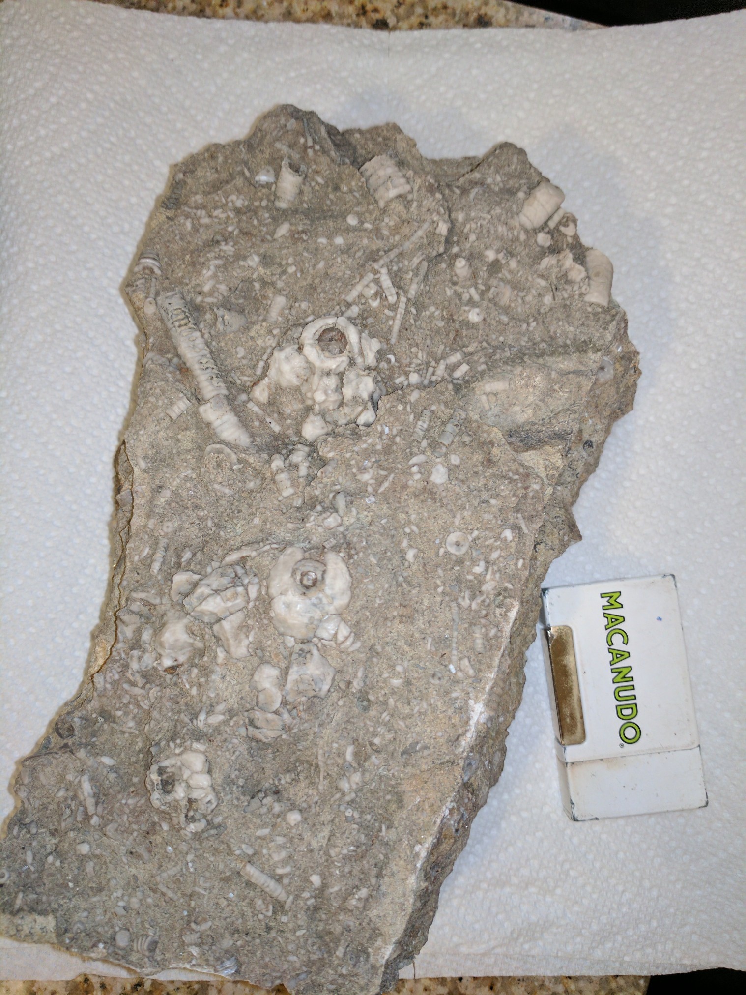 Crinoid hash plate - Fossil ID - The Fossil Forum