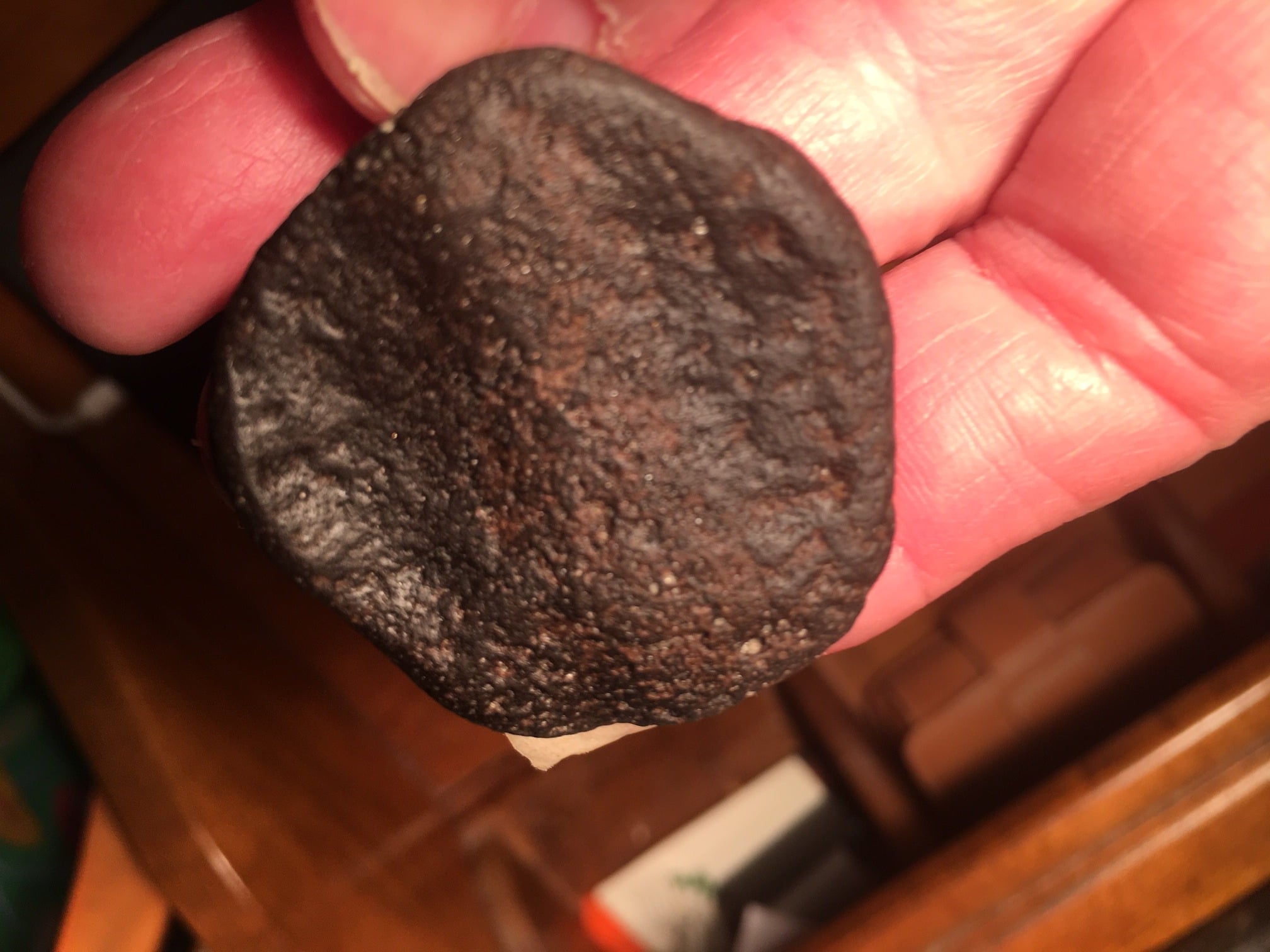Round, flat, small fossil - Fossil ID - The Fossil Forum