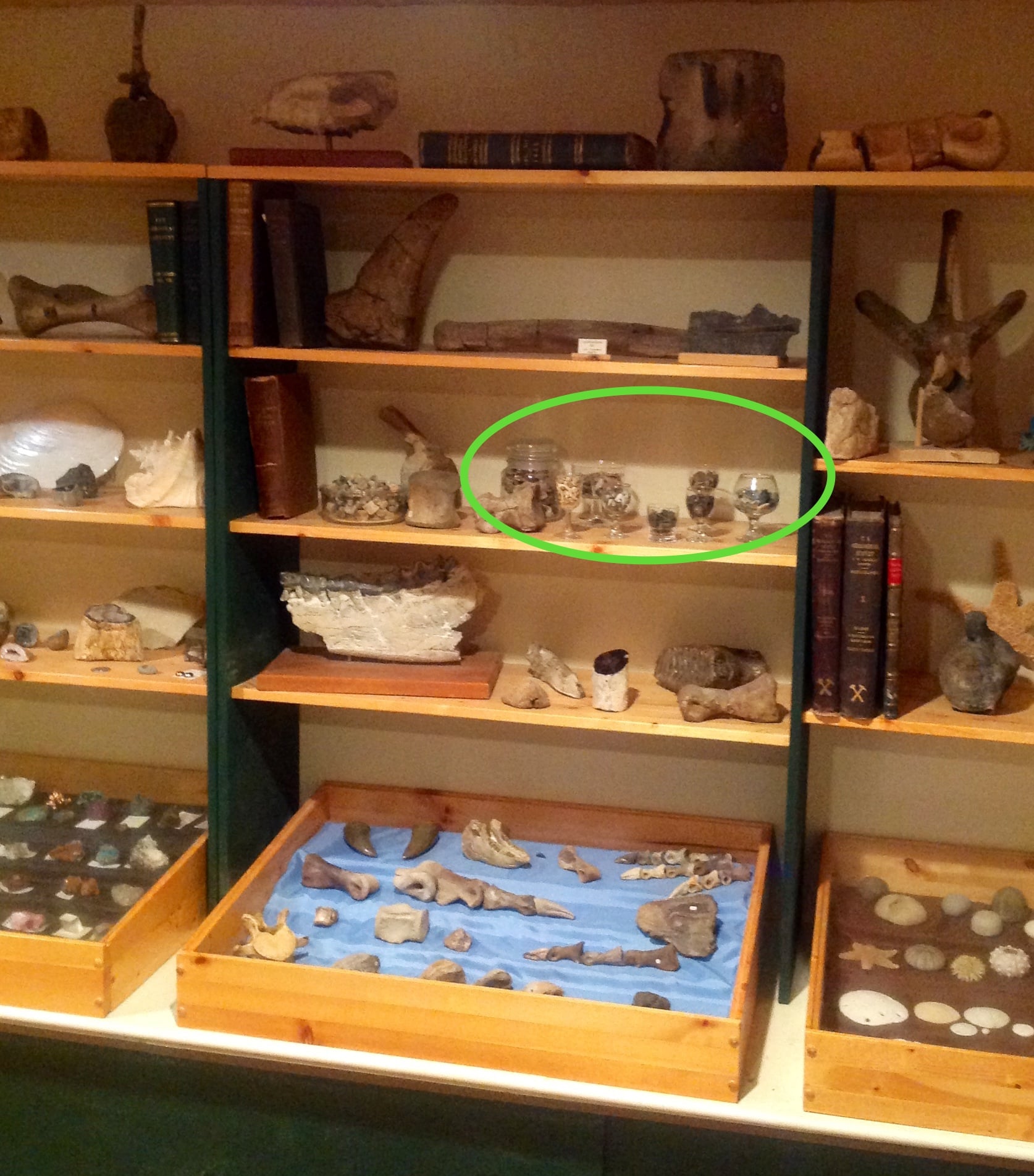 Display ideas for loose fossils. - Member Collections - The Fossil Forum