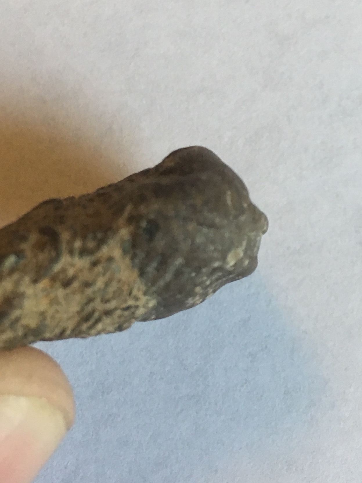 Unknown shell from southeast Nebraska - Fossil ID - The Fossil Forum