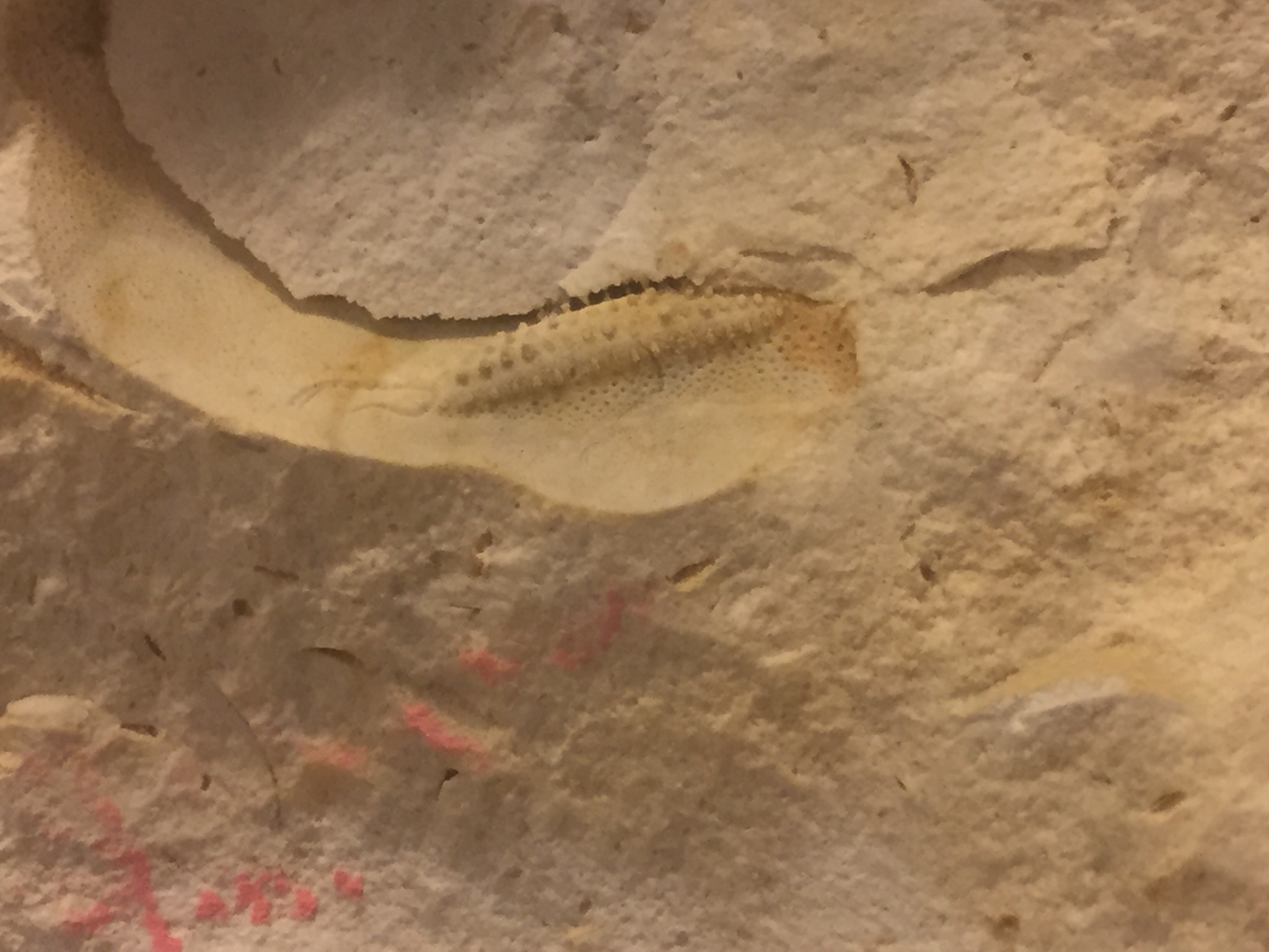 Found in Ocala Florida Limestone with Chert - Fossil ID - The Fossil Forum