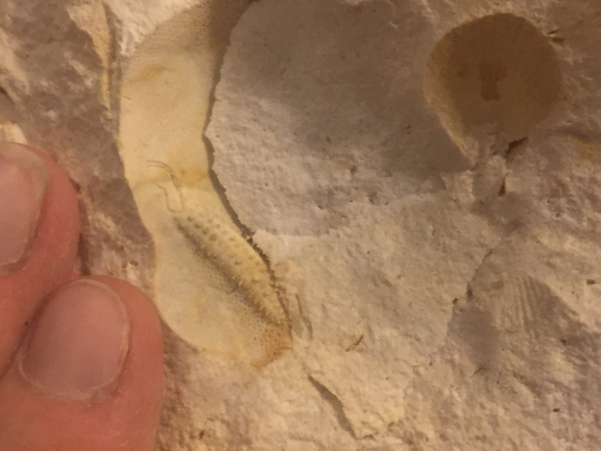 Found in Ocala Florida Limestone with Chert - Fossil ID - The Fossil Forum