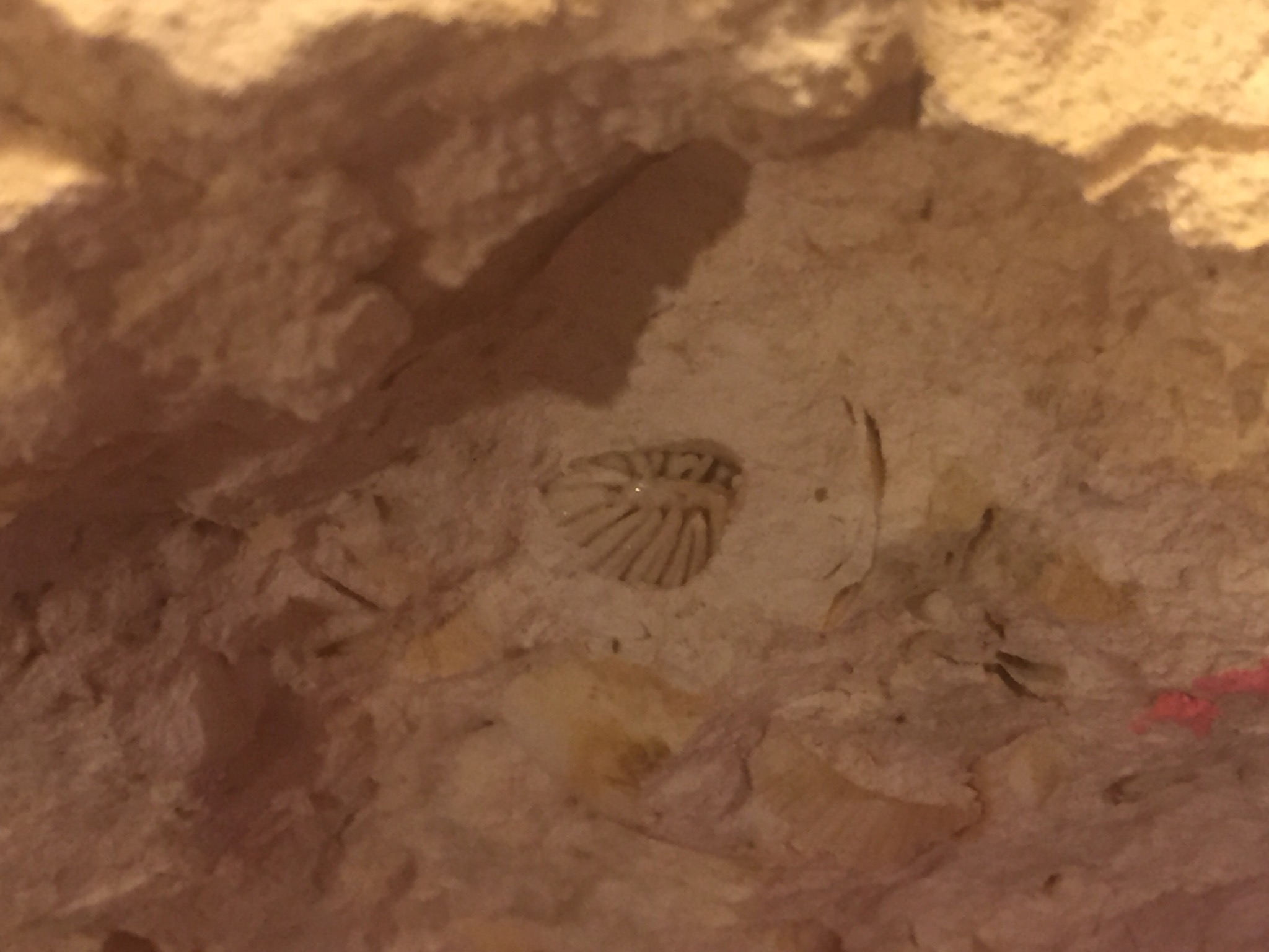 Found in Ocala Florida Limestone with Chert - Fossil ID - The Fossil Forum