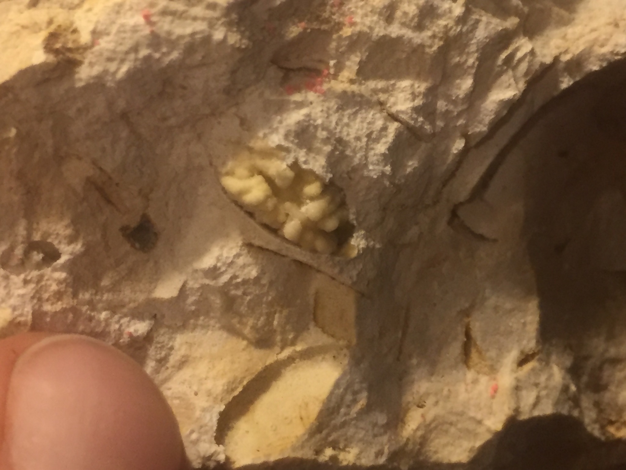 Found in Ocala Florida Limestone with Chert - Fossil ID - The Fossil Forum