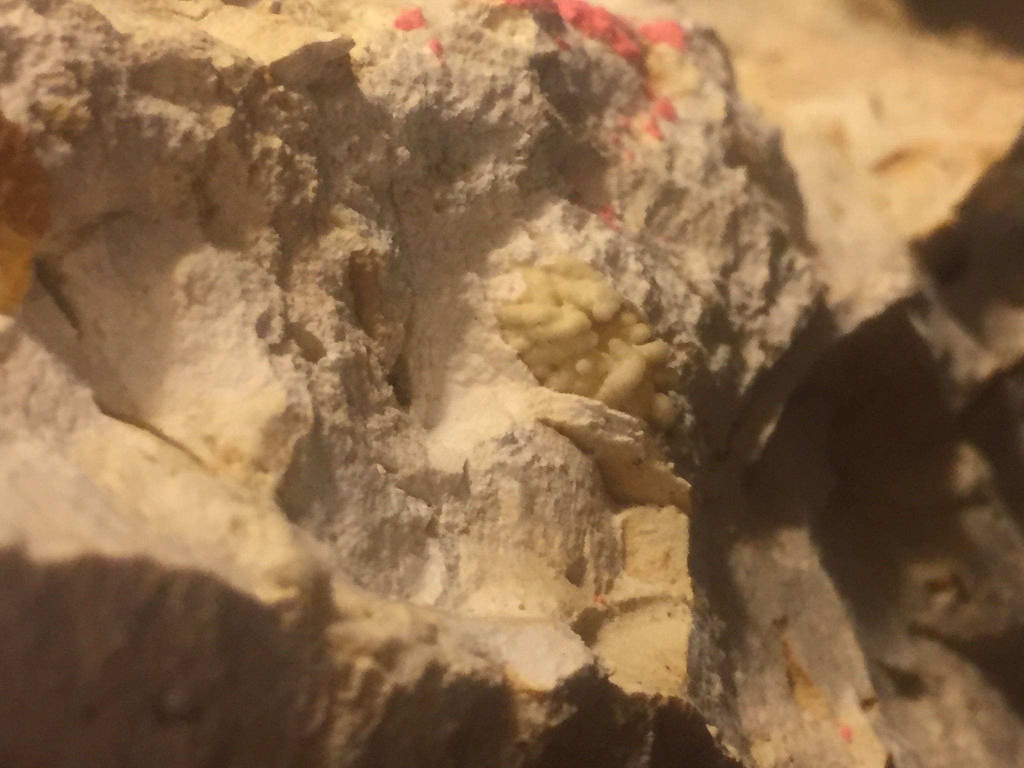 Found in Ocala Florida Limestone with Chert - Fossil ID - The Fossil Forum