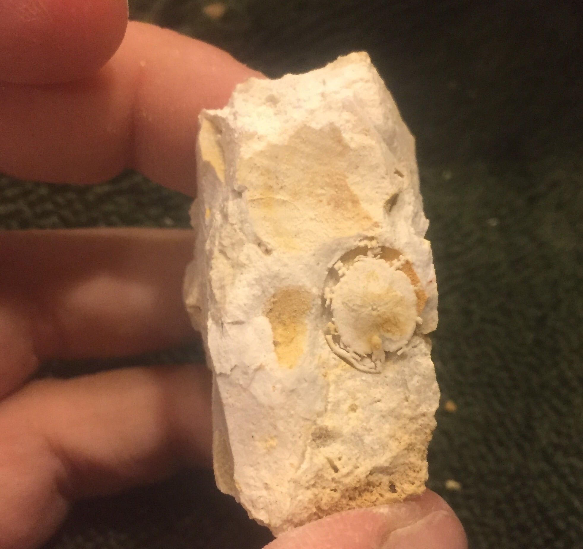 Found in Ocala Florida Limestone with Chert - Fossil ID - The Fossil Forum