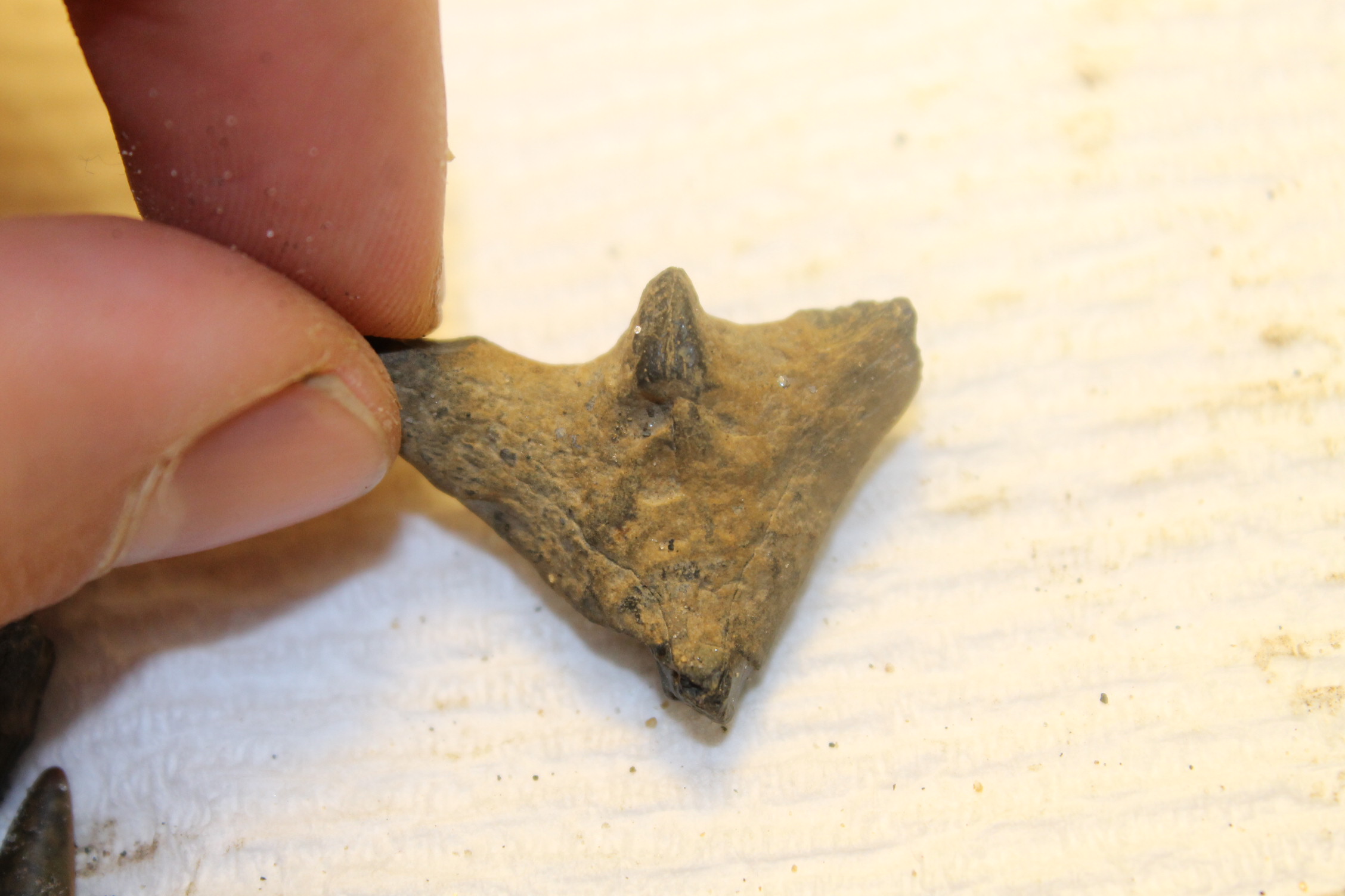 Ramanessin Brook-04/01/17-NJ Cretaceous - Fossil Hunting Trips - The ...