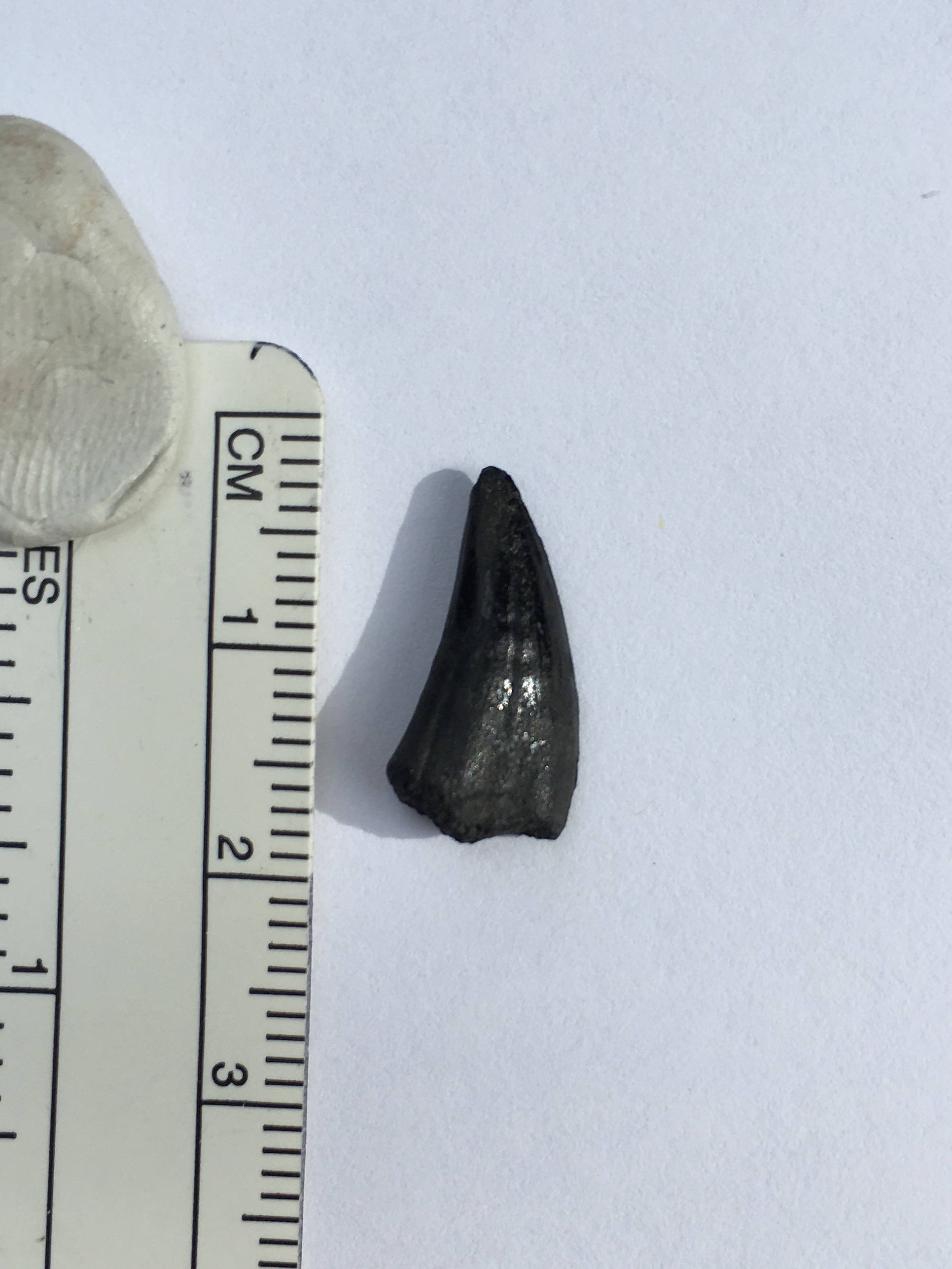 Unusual tooth - Fossil ID - The Fossil Forum