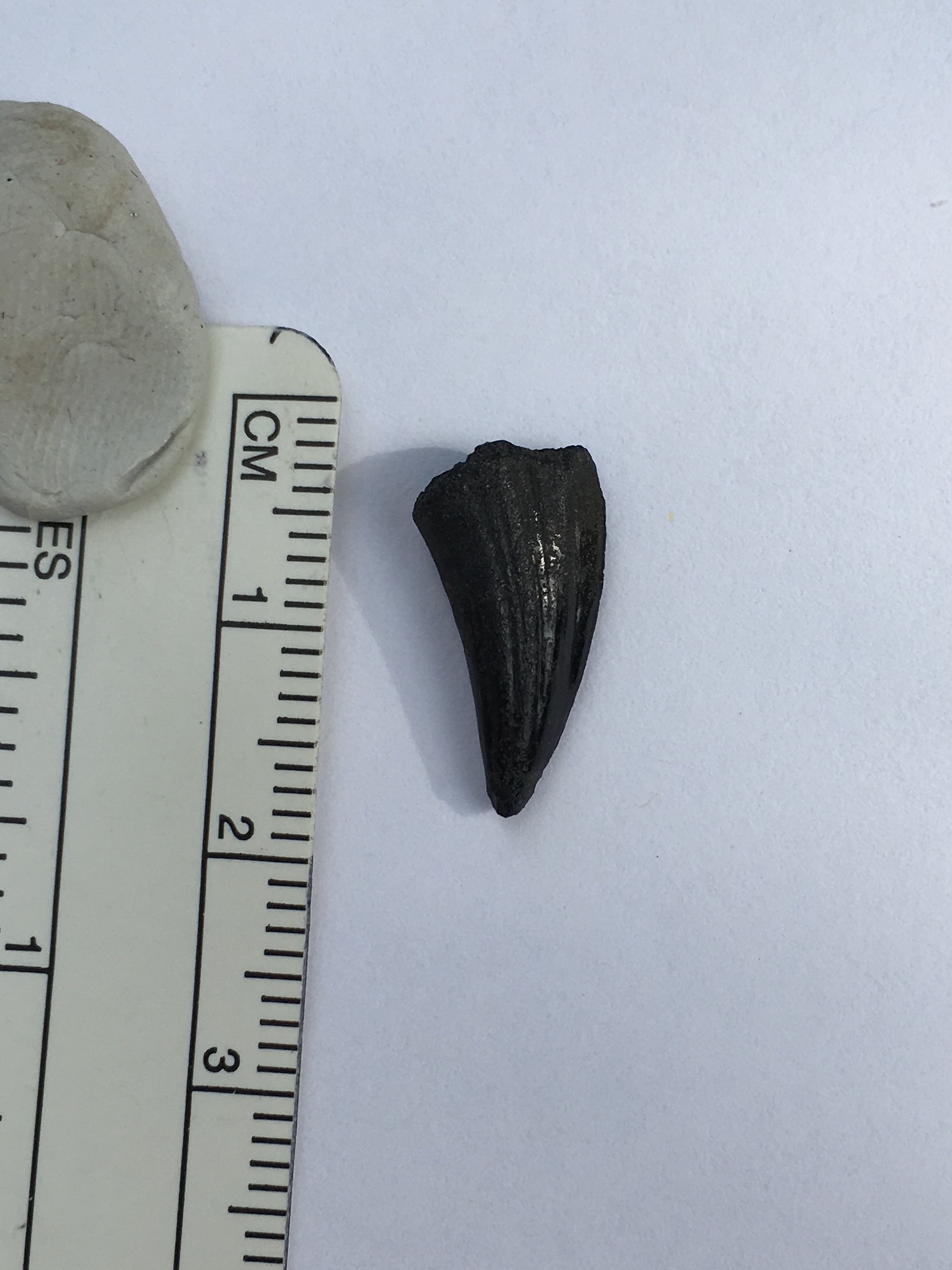 Unusual tooth - Fossil ID - The Fossil Forum