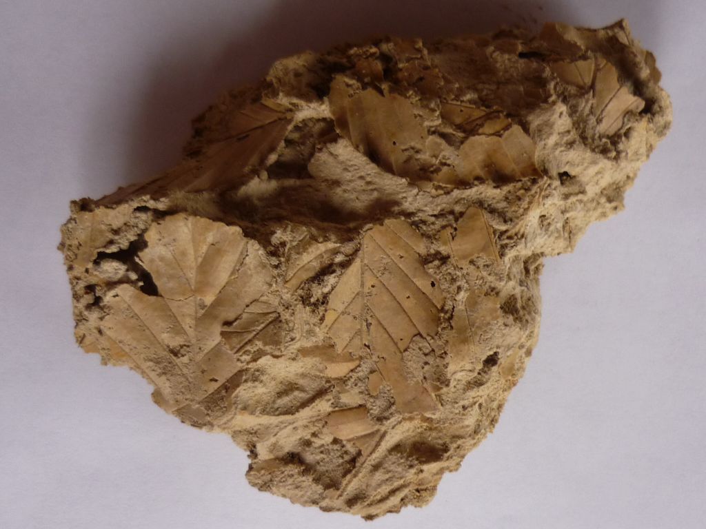 Fossil leaf? Niagara, Ontario, Canada - Fossil ID - The Fossil Forum