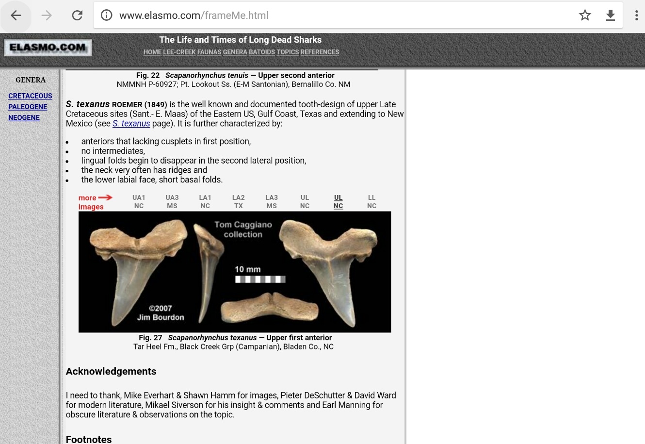 Interesting Cretaceous Tooth - Fossil ID - The Fossil Forum