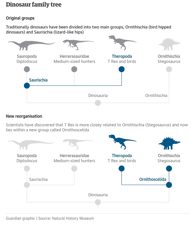 New Family Tree for Dinosaurs - Fossil News - The Fossil Forum