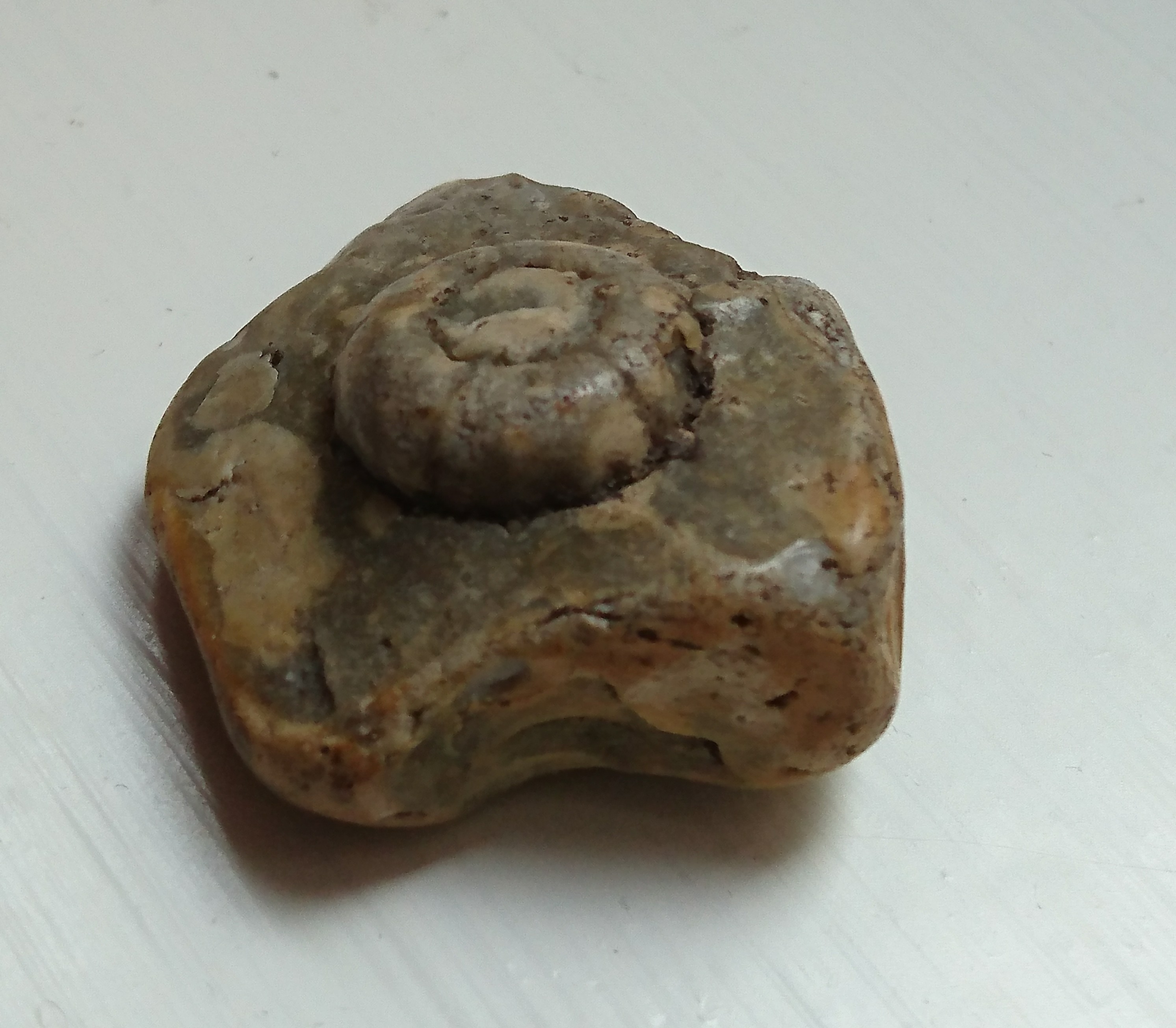 What's this? - Fossil ID - The Fossil Forum