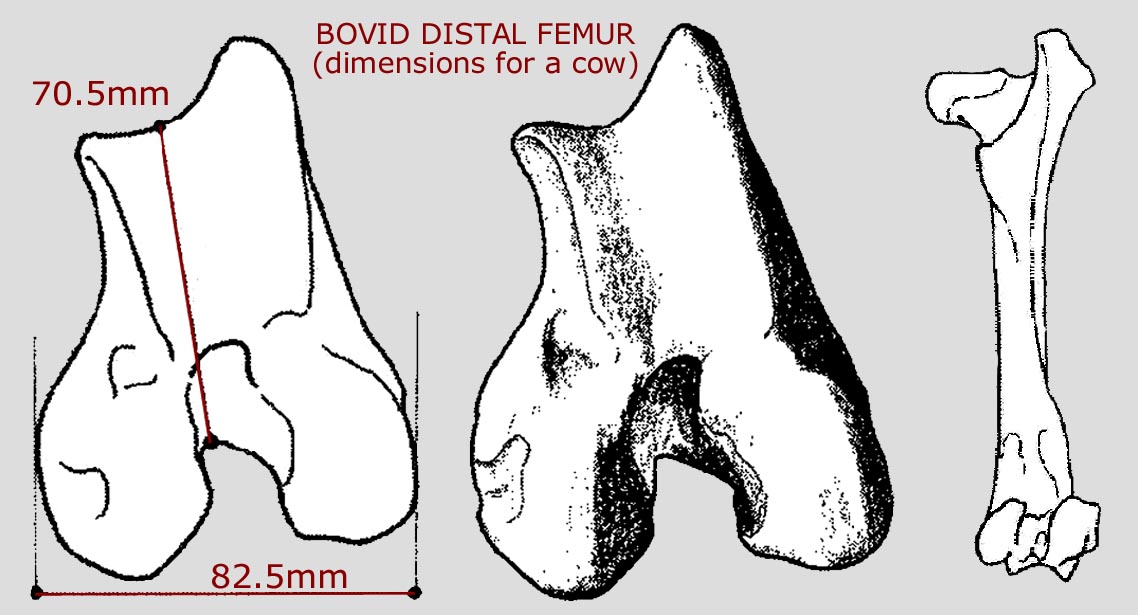 Mystery mammal bone - Fossil ID - The Fossil Forum