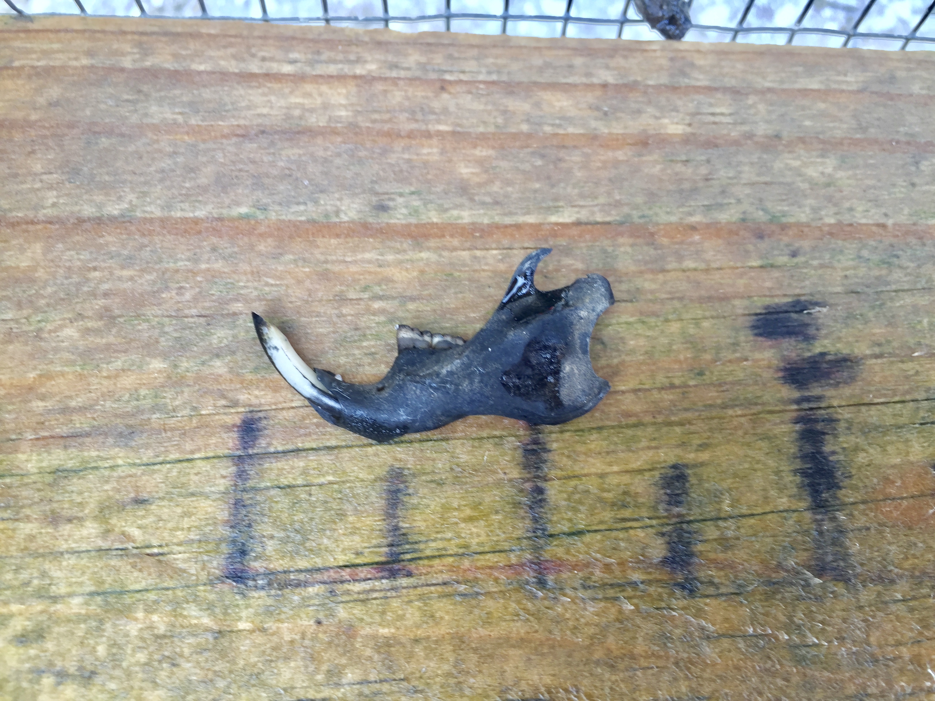 ???Vole jaw??? - Fossil ID - The Fossil Forum