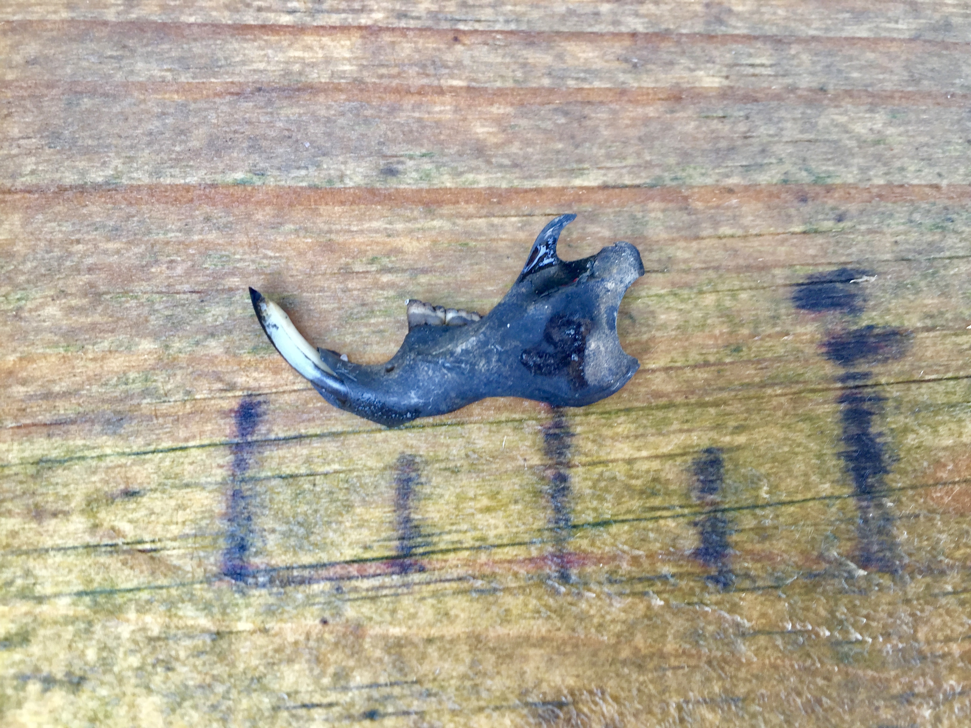 ???Vole jaw??? - Fossil ID - The Fossil Forum