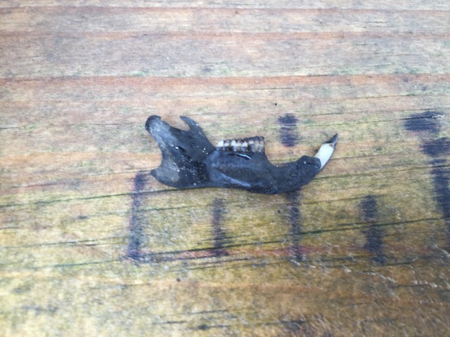 ???Vole jaw??? - Fossil ID - The Fossil Forum