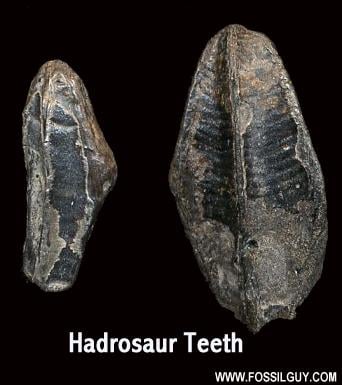 Hadrosaur Tooth? Along with pottery/artifact? - Fossil ID - The Fossil ...
