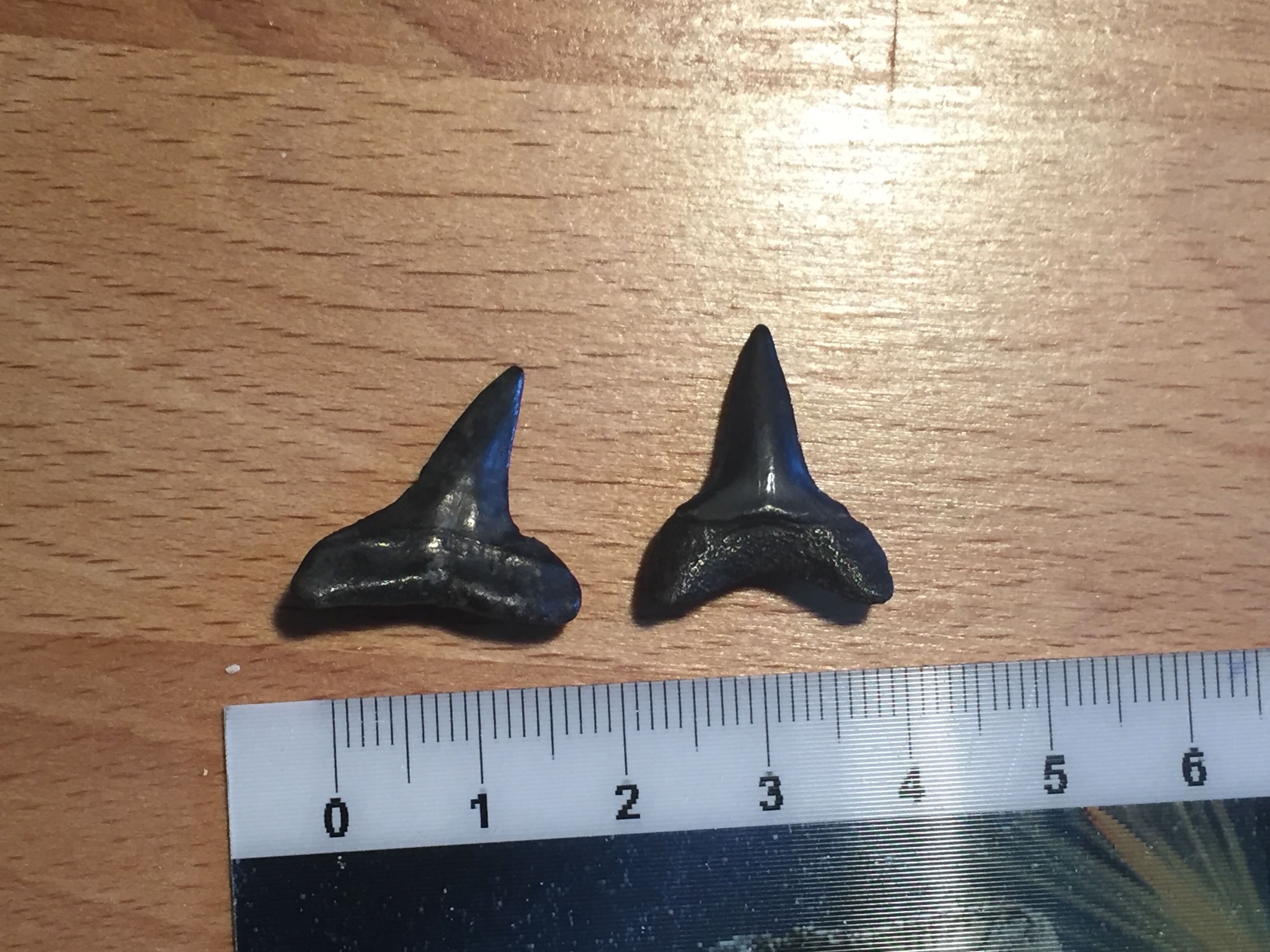 Lemon shark Negaprion - Fossil ID - The Fossil Forum