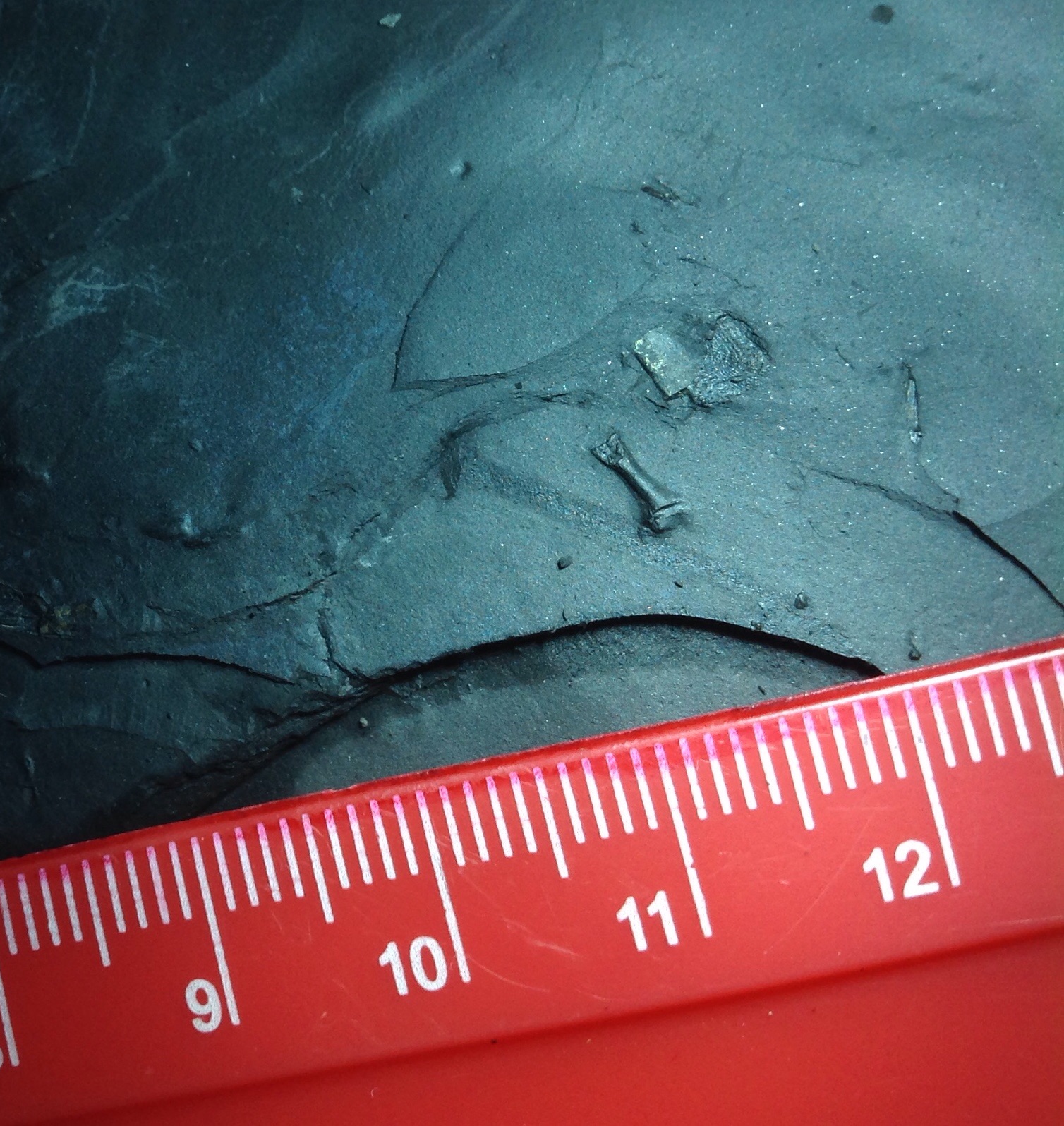 Carboniferous amphibian limb bone? - Fossil ID - The Fossil Forum