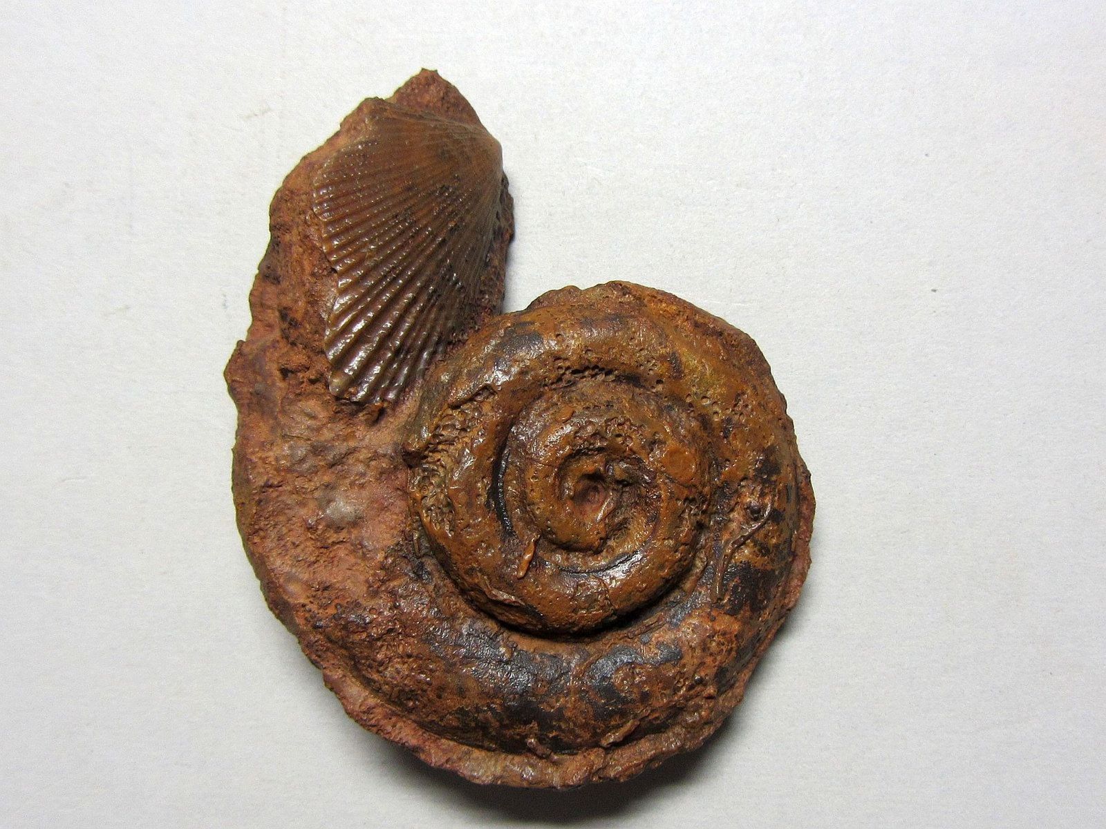 Leptomaria sp. (Eudes-Deslangshamps 1864) - Molluscs - The Fossil Forum