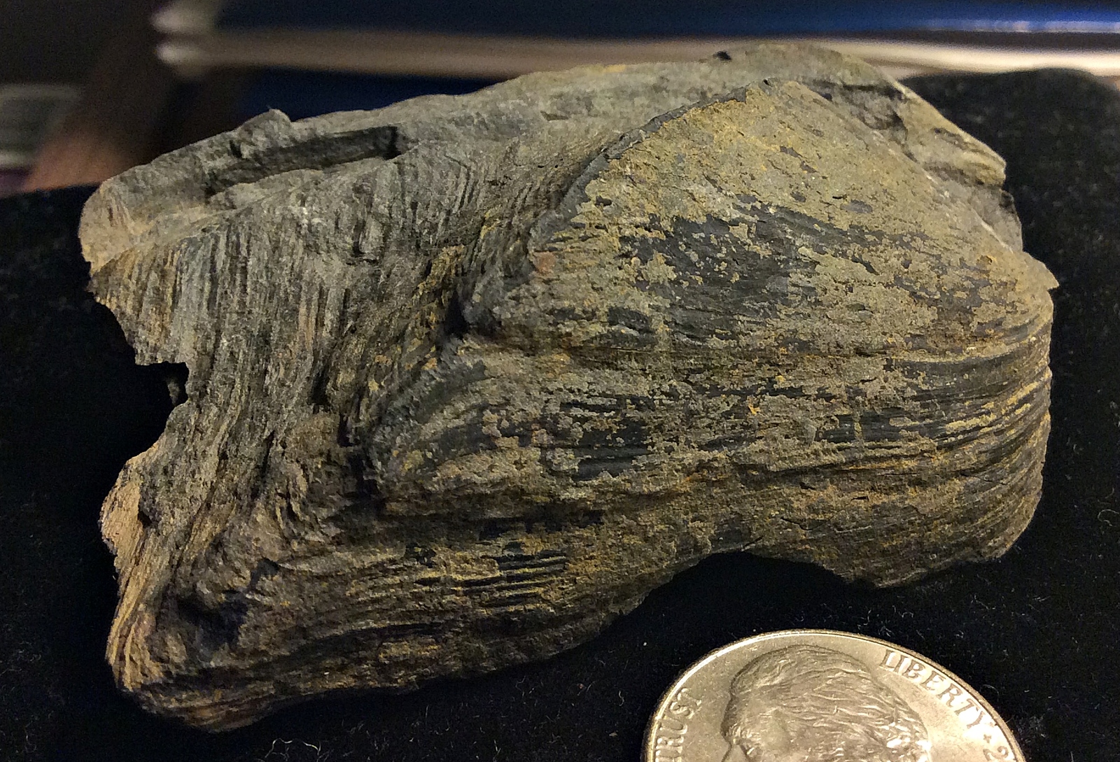 Palaeoheterodont Bivalve from Madison CO., NY. - Member Collections ...