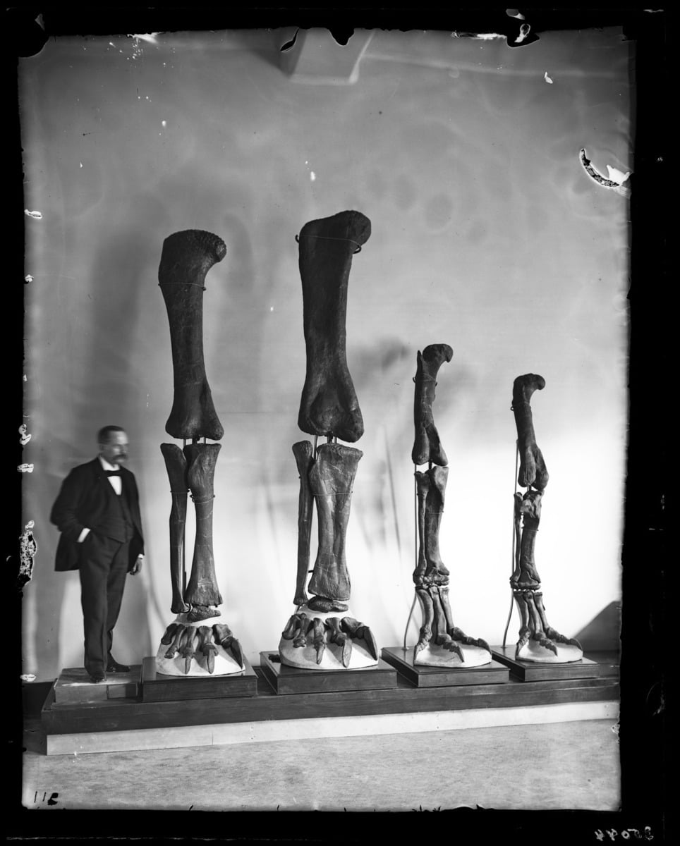 Dinosaur Legs - Member Collections - The Fossil Forum