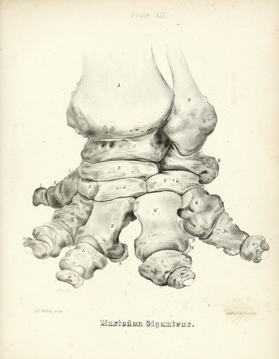 Mastodon Foot Diagram - Member Collections - The Fossil Forum
