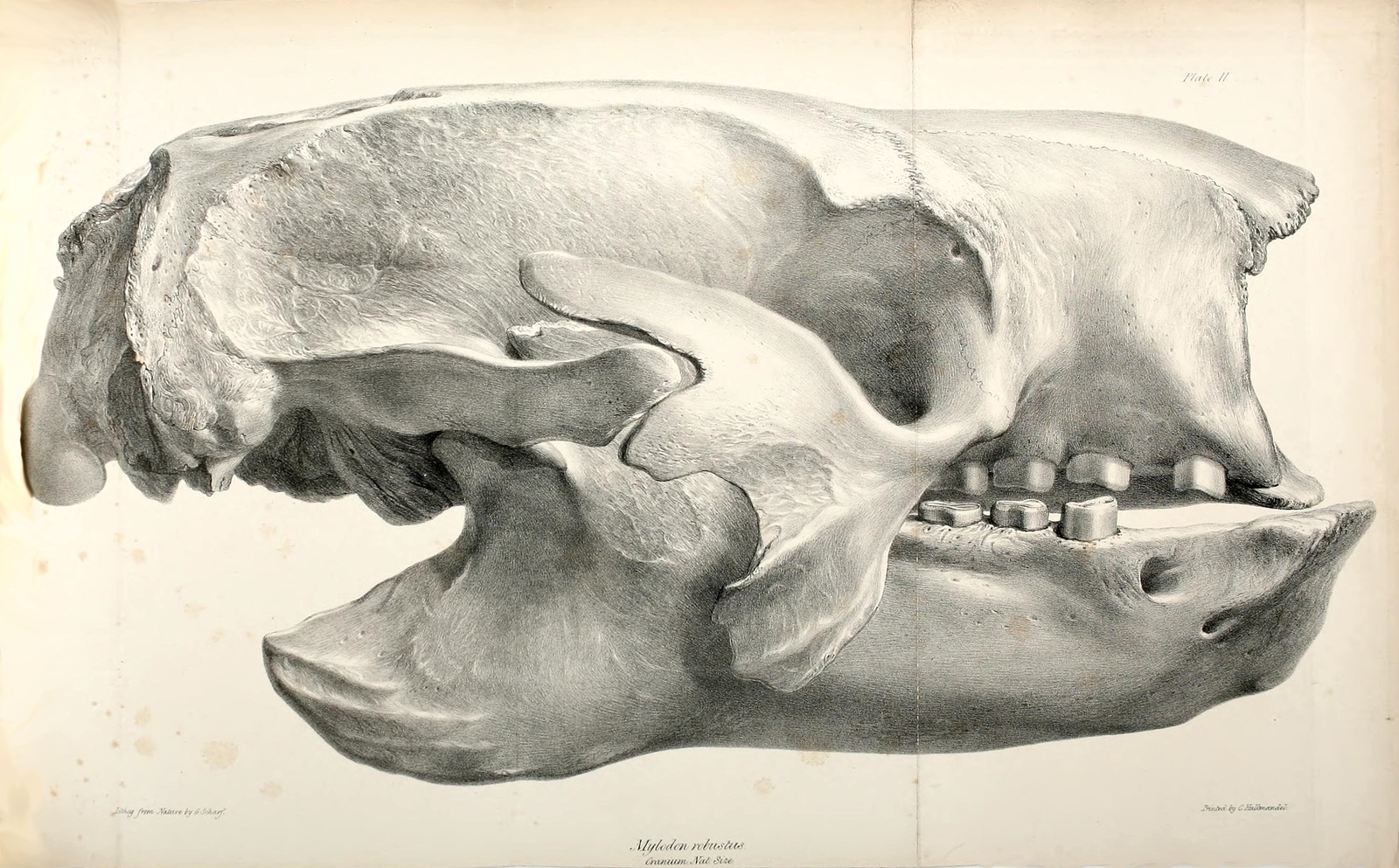 Mylondon skull - Member Collections - The Fossil Forum