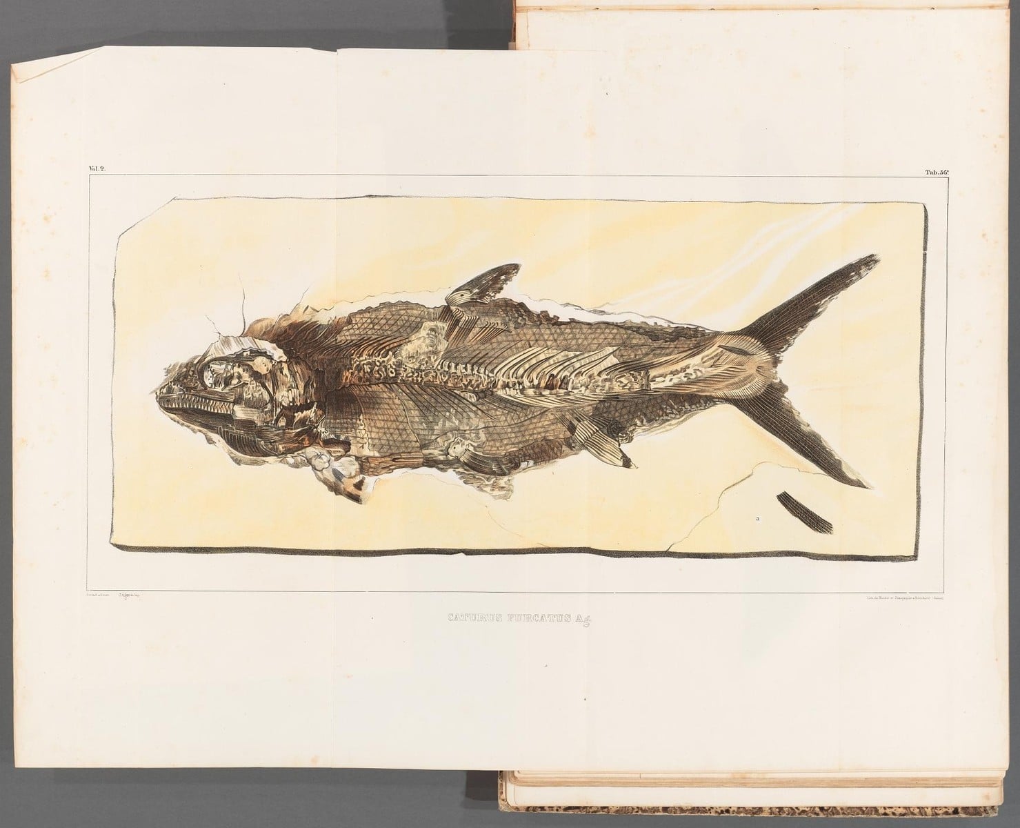 Fossil Fish Diagram - Member Collections - The Fossil Forum