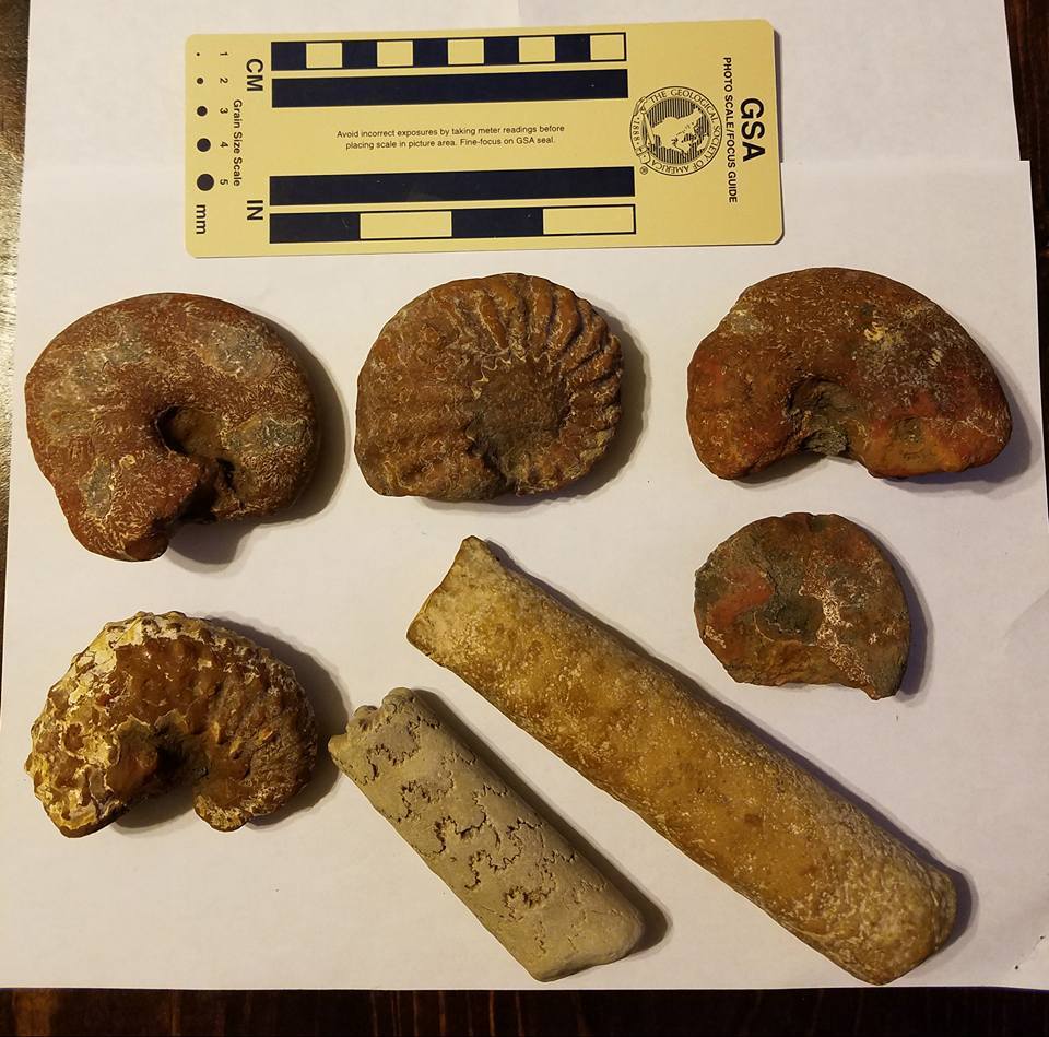 Ammonites - Member Collections - The Fossil Forum