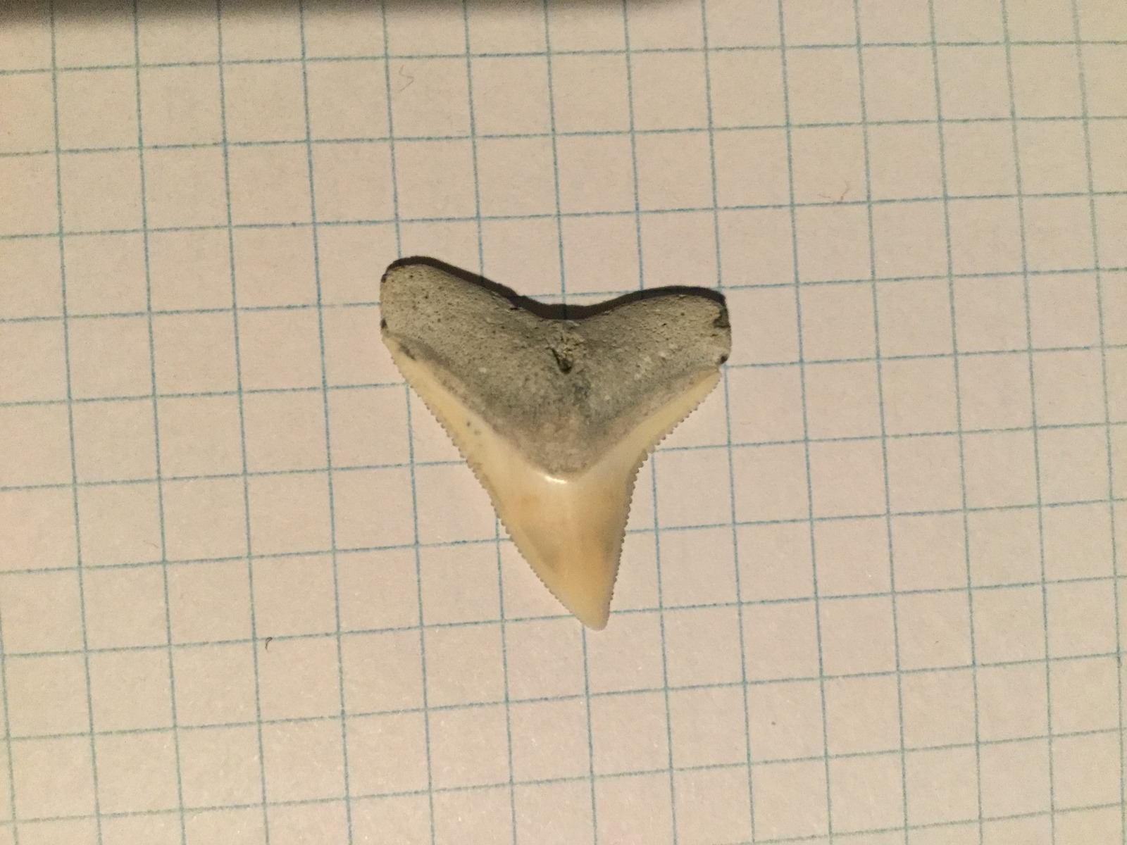 Larger Dusky or Bull Sharks' Tooth (3) - Member Collections - The ...