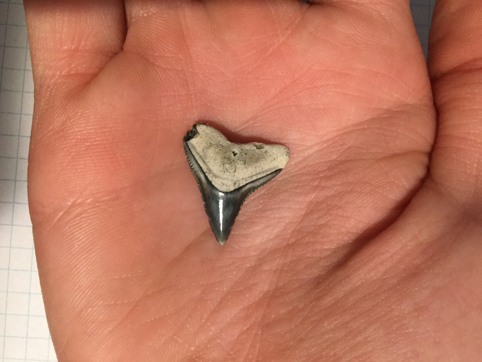 Florida Shark Tooth Hunting March 2017 - The Fossil Forum