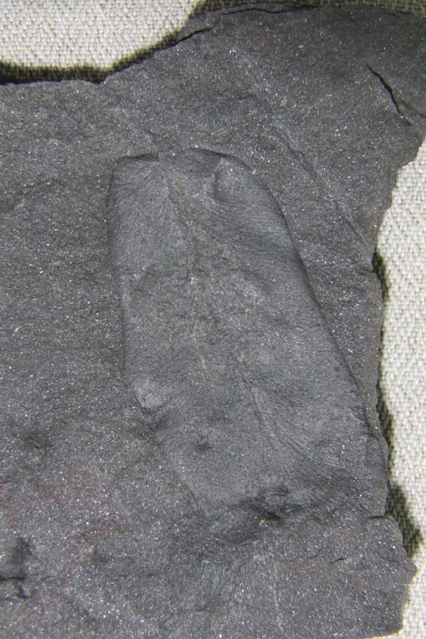 Leaf Impressions - Member Collections - The Fossil Forum