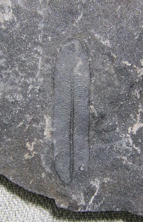 Leaf Impression - Member Collections - The Fossil Forum