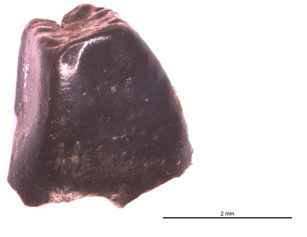 Rheatian Fossil Tooth Identification - Fossil ID - The Fossil Forum